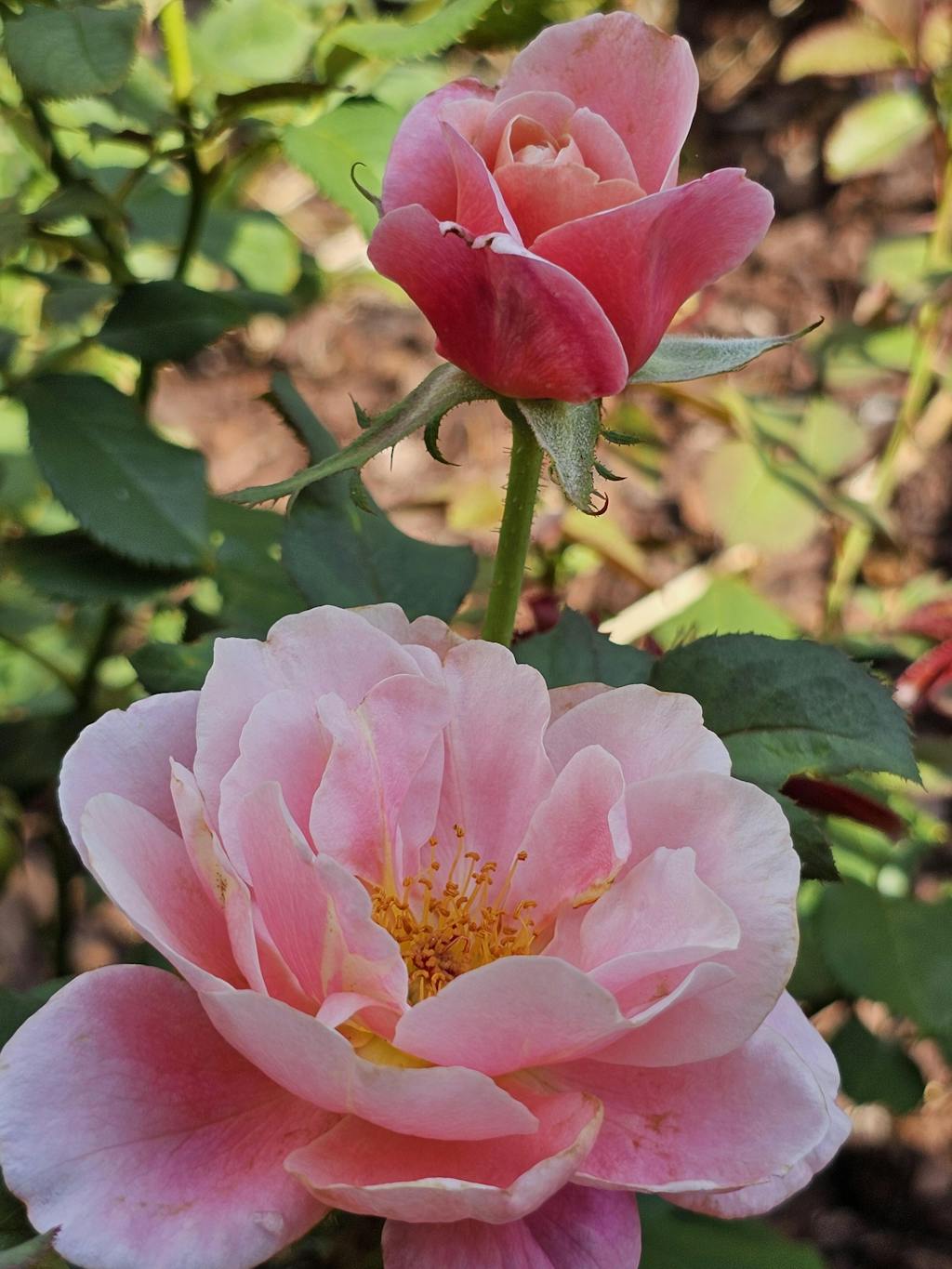 Distant Drums Rose - Hardy - Moderately Fragrant – Heirloom Roses