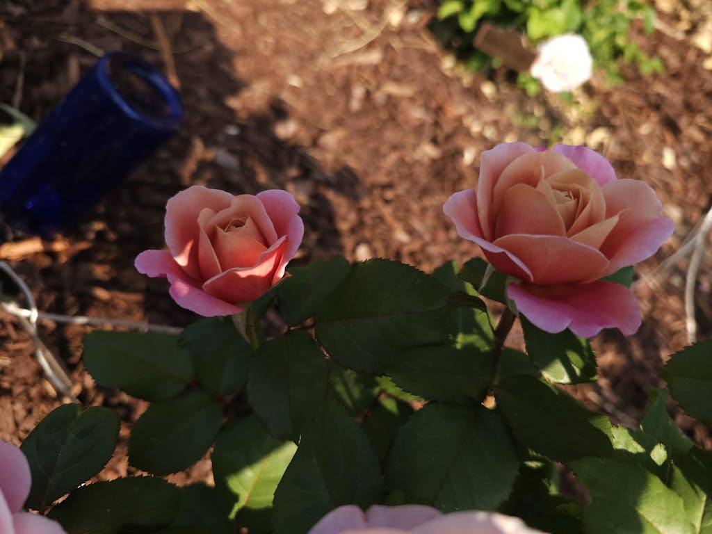 Distant Drums Rose - Hardy - Moderately Fragrant – Heirloom Roses