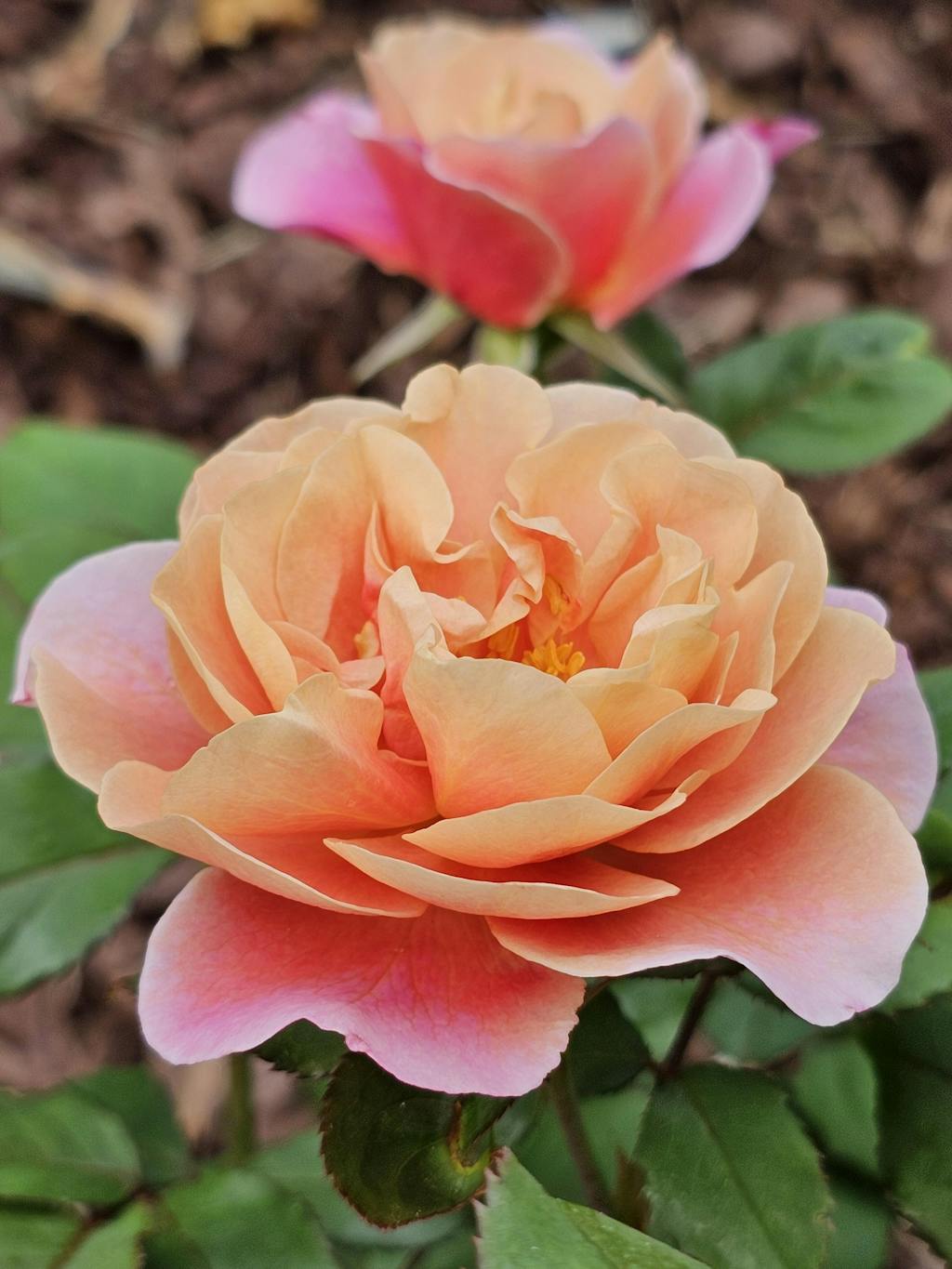 Distant Drums Rose - Hardy - Moderately Fragrant – Heirloom Roses