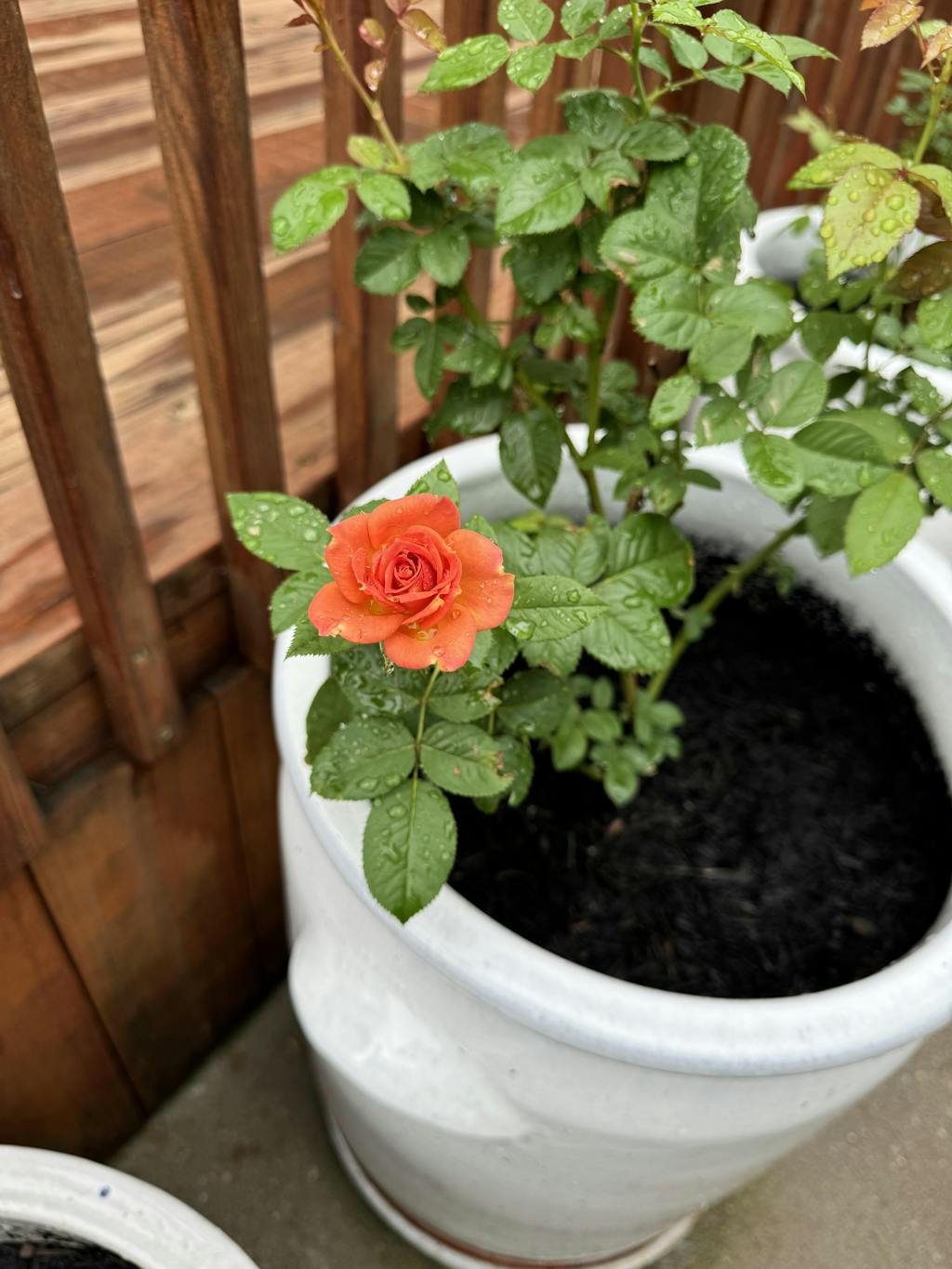 Pumpkin Patch Floribunda Rose | Orange Rose Bush – Heirloom Roses