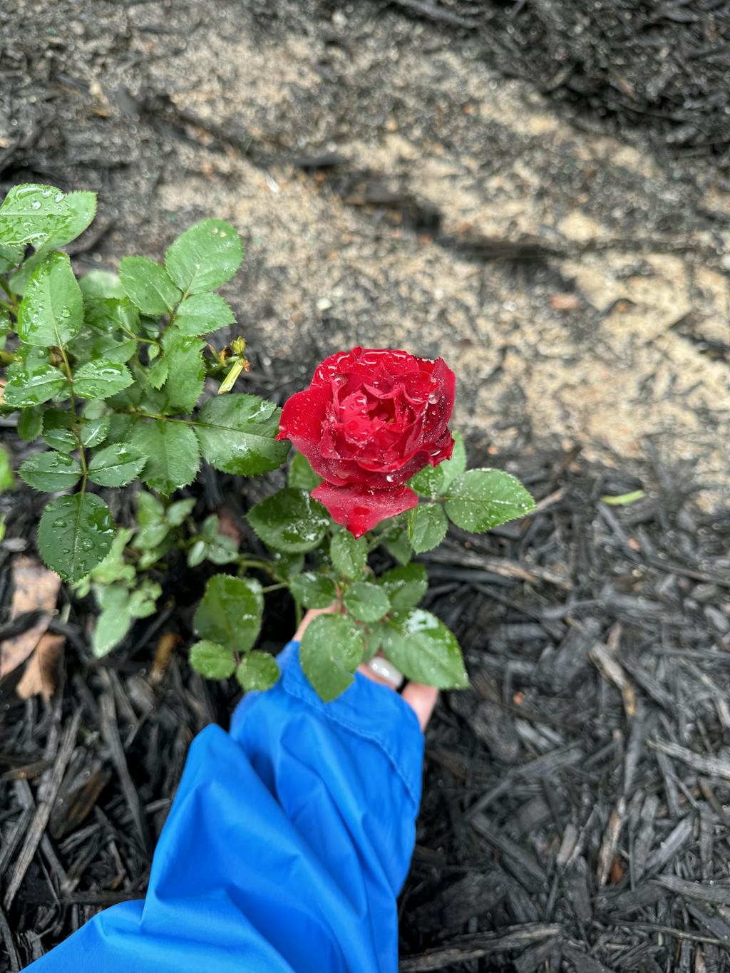 Dancing in the Dark™ | Red Hybrid Tea Rose Bush – Heirloom Roses