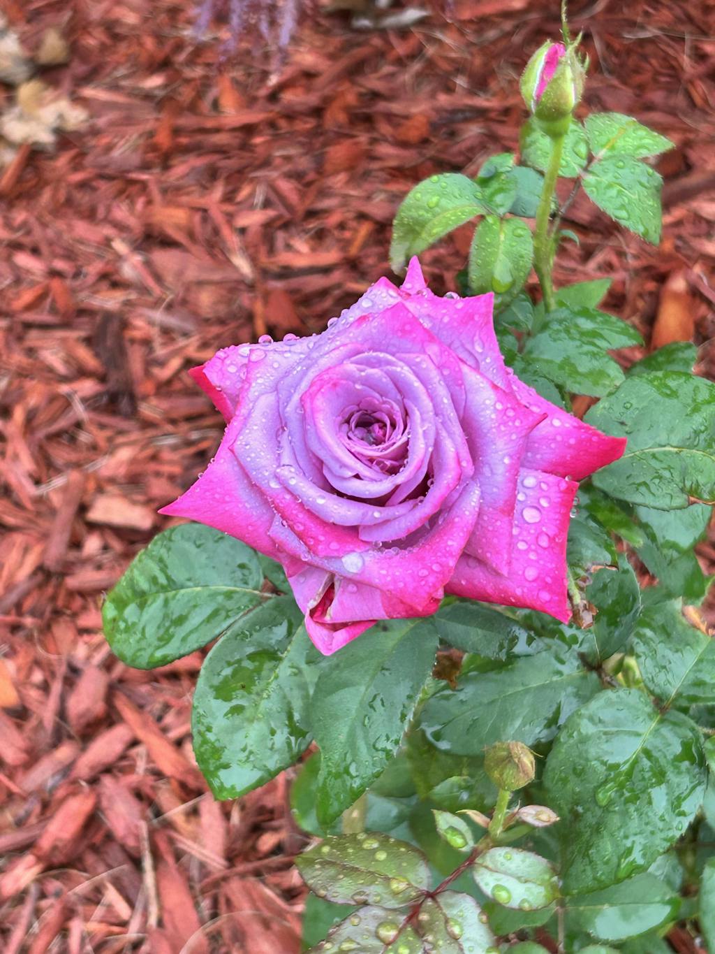 Paradise Hybrid Tea Rose | Fragrant Rose Bush – Heirloom Roses