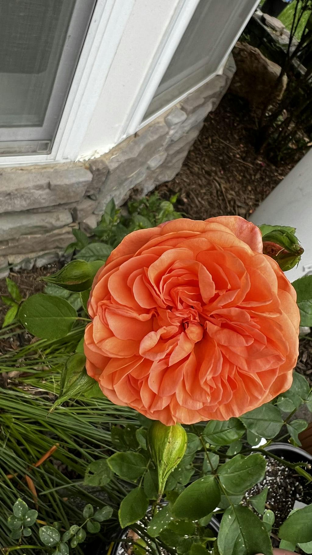 Louise Clements Rose - Shrub - Very Fragrant – Heirloom Roses