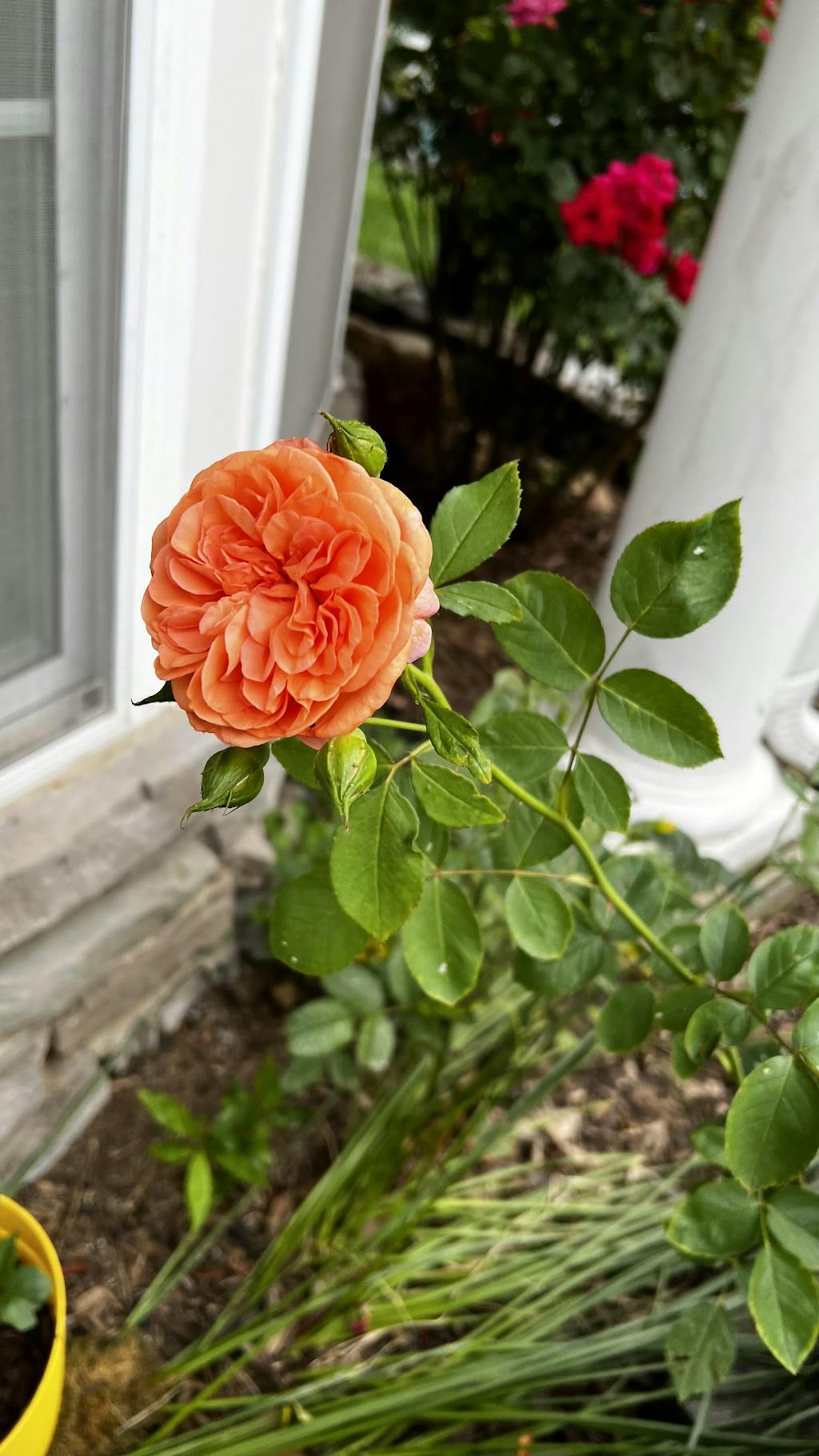 Louise Clements Rose - Shrub - Very Fragrant – Heirloom Roses