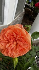 Louise Clements Rose - Shrub - Very Fragrant – Heirloom Roses