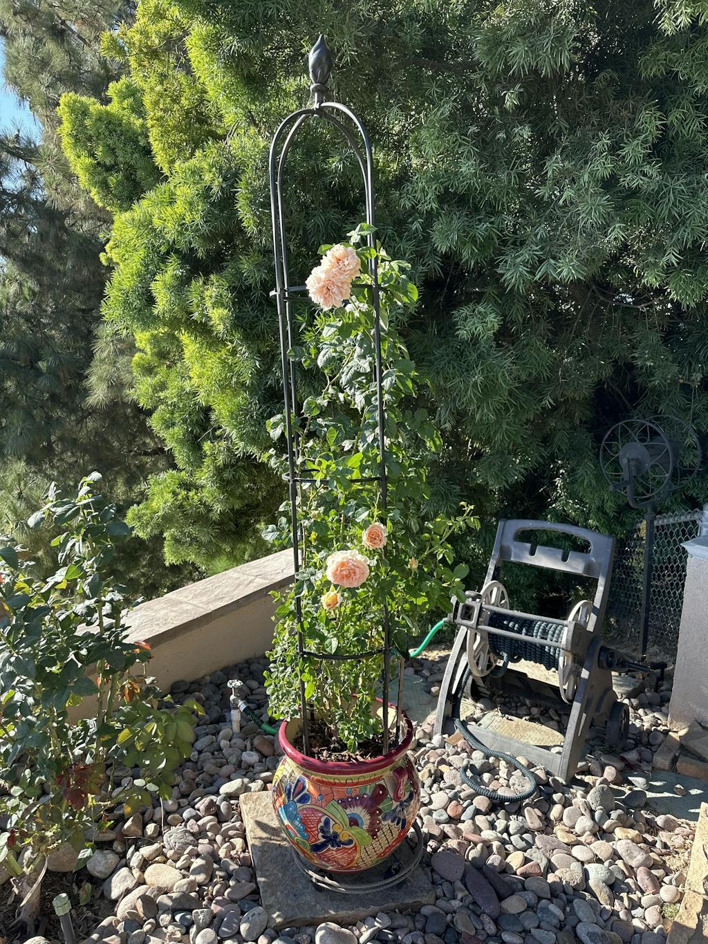 Polka Rose - Climbing Roses - Very Fragrant – Heirloom Roses