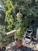 Polka Rose - Climbing Roses - Very Fragrant – Heirloom Roses