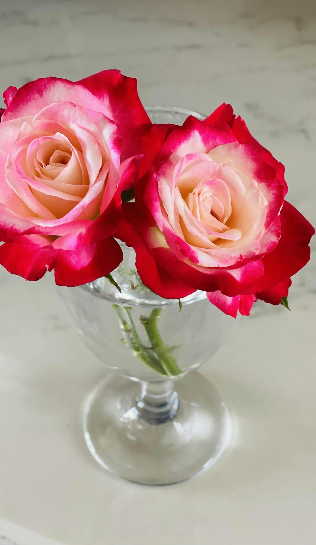 Double Delight Hybrid Tea Rose | Fragrant Rose Bush – Heirloom Roses