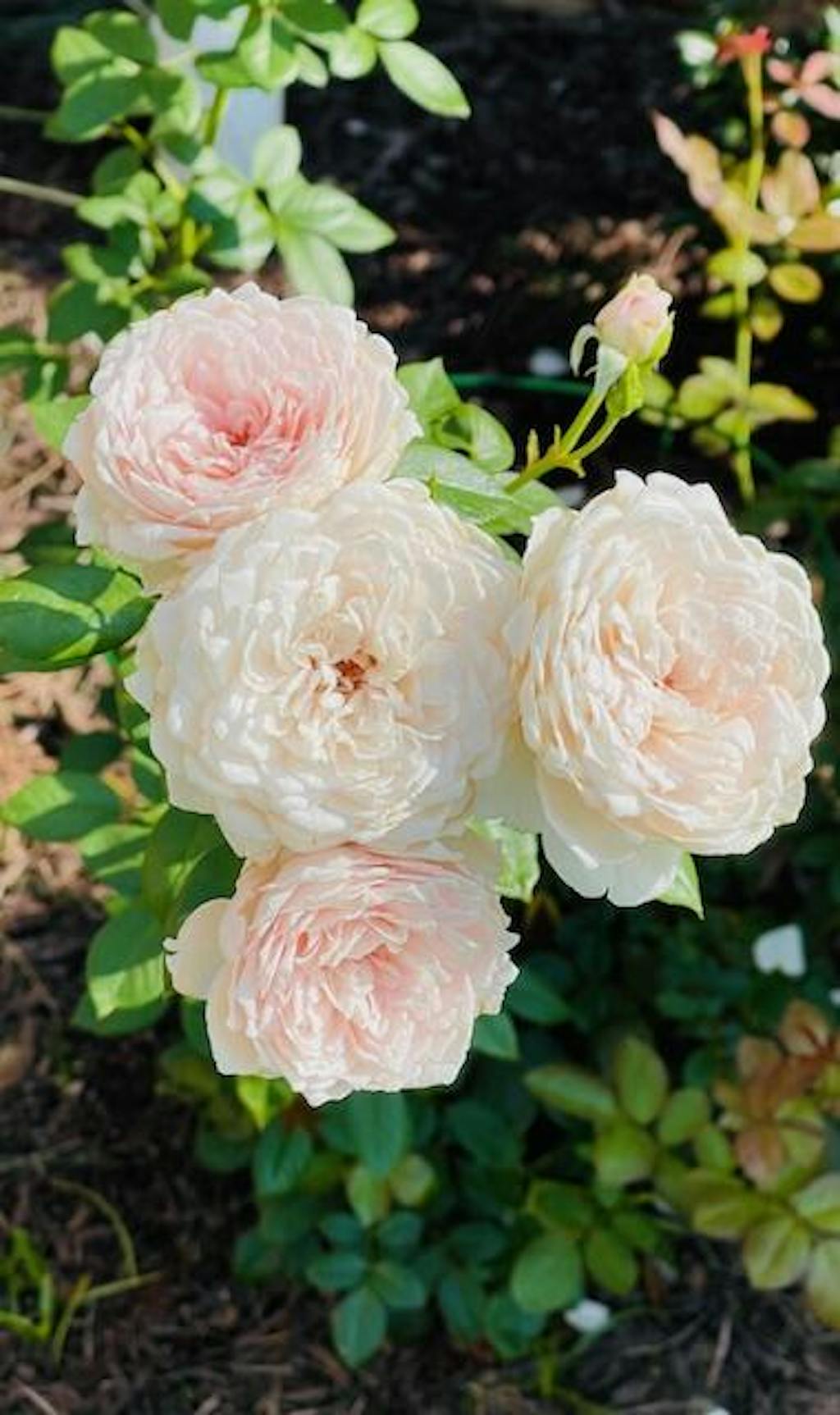 Earth Angel Rose - Floribunda - Exceptionally Fragrant – Heirloom Roses