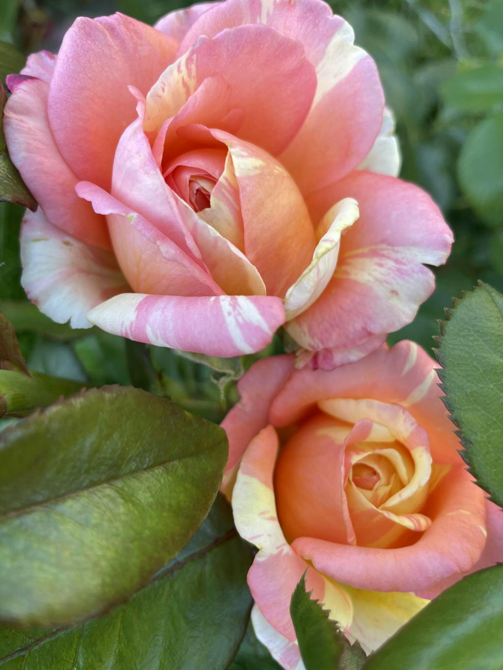 Peach Swirl™ | Colorful Hybrid Tea Rose Bush – Heirloom Roses