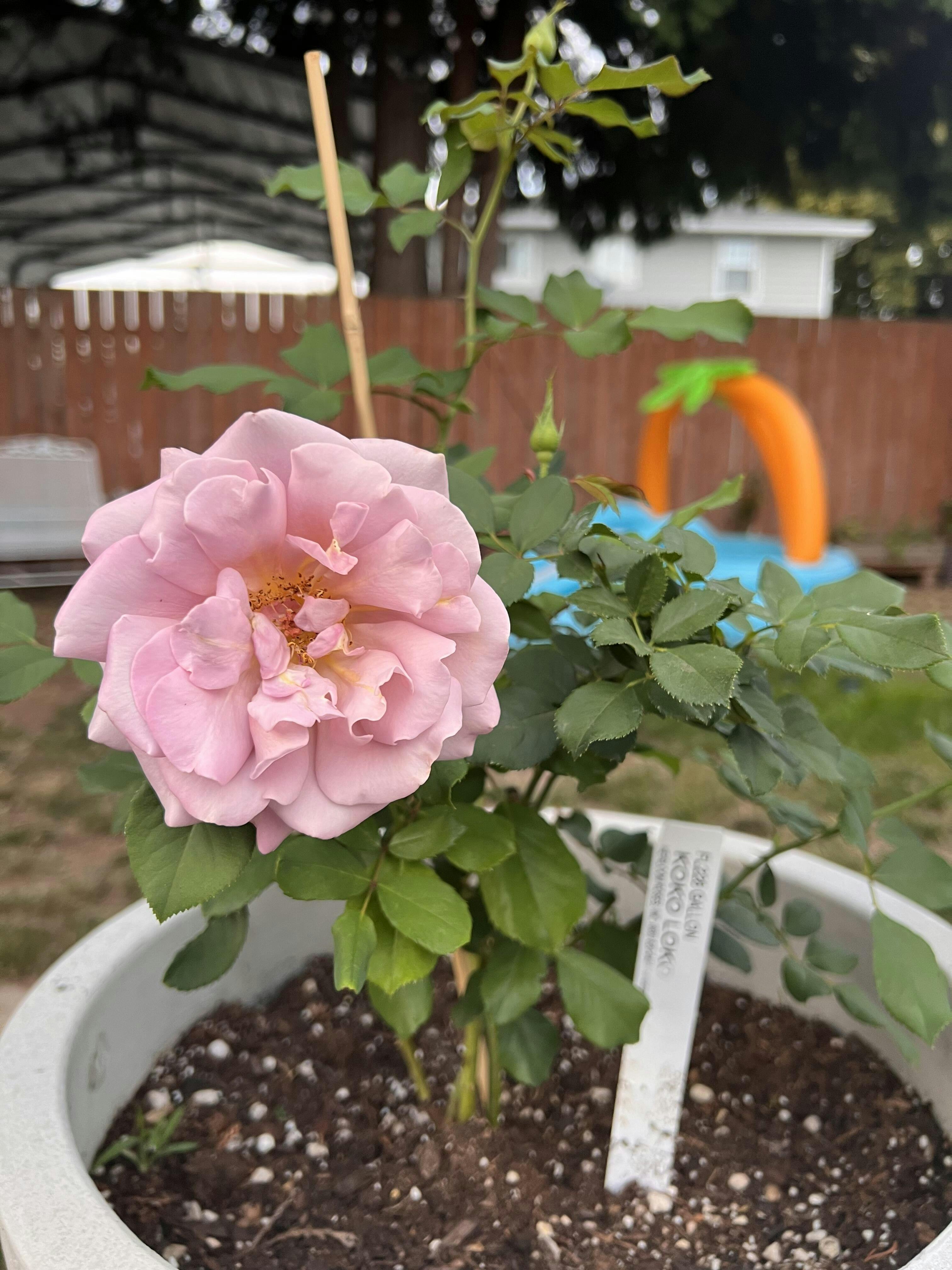 Koko Loko Rose - Floribunda - Moderately Fragrant – Heirloom Roses