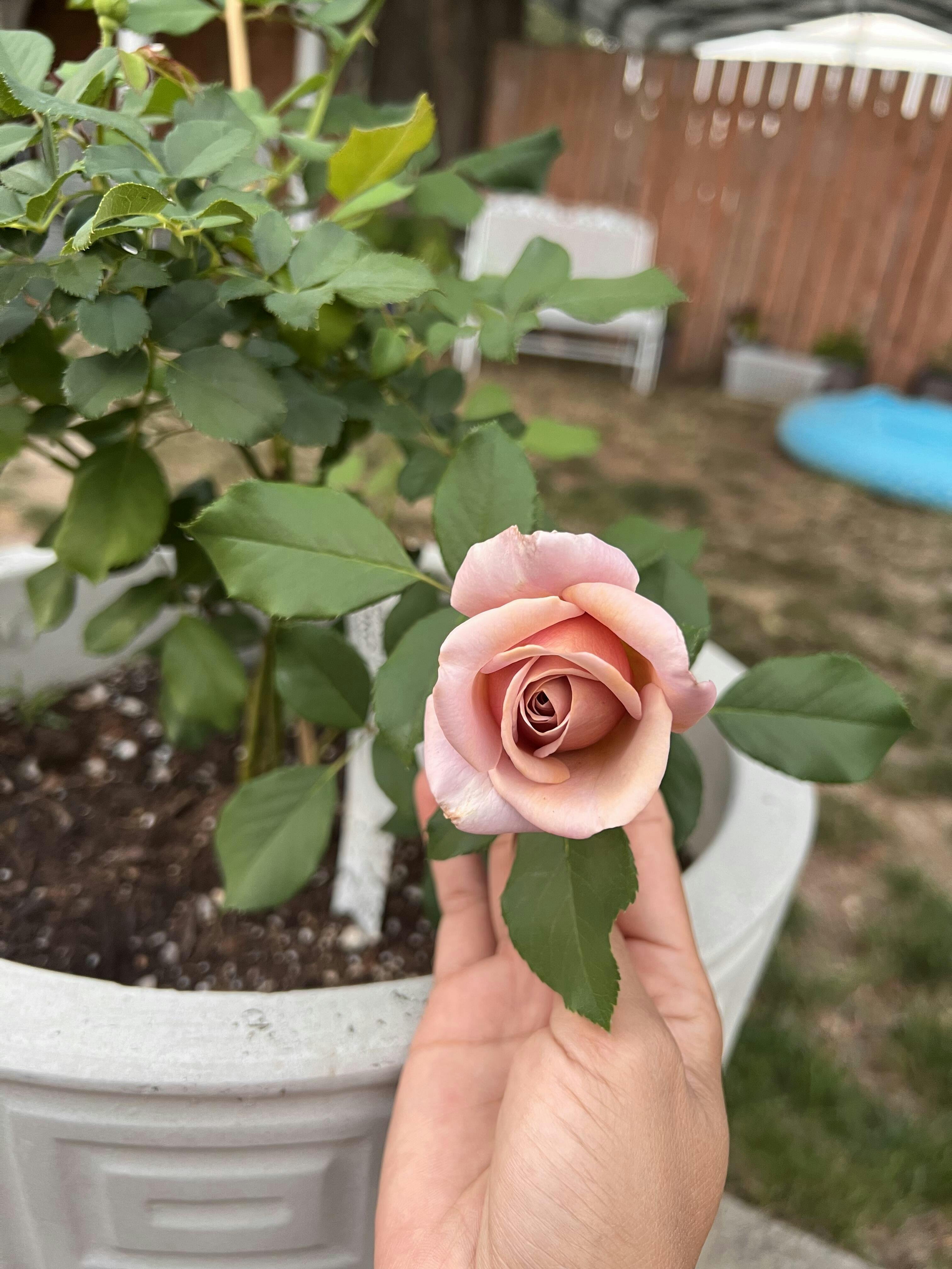 Koko Loko Rose - Floribunda - Moderately Fragrant – Heirloom Roses