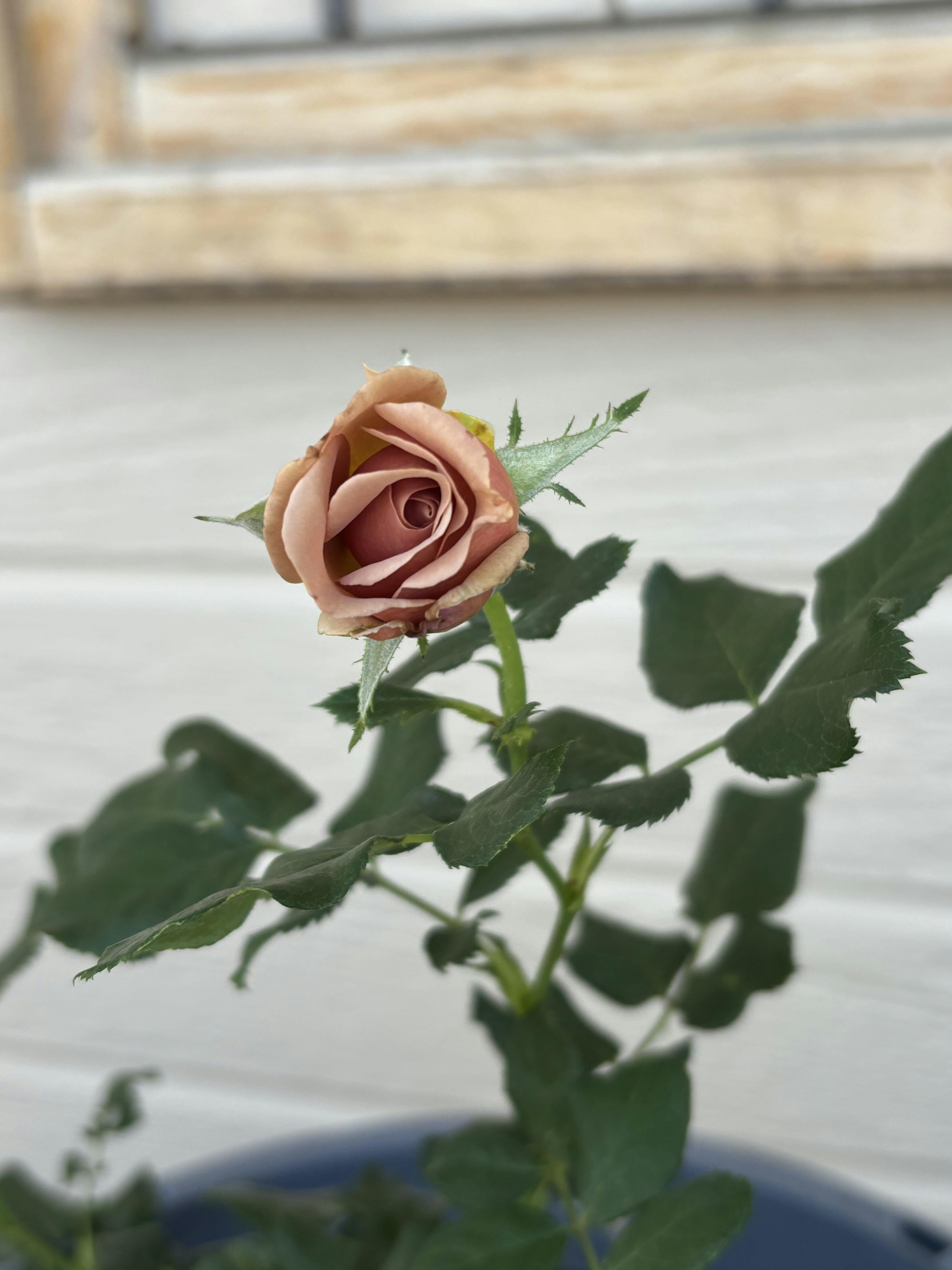 Koko Loko Rose - Floribunda - Moderately Fragrant – Heirloom Roses