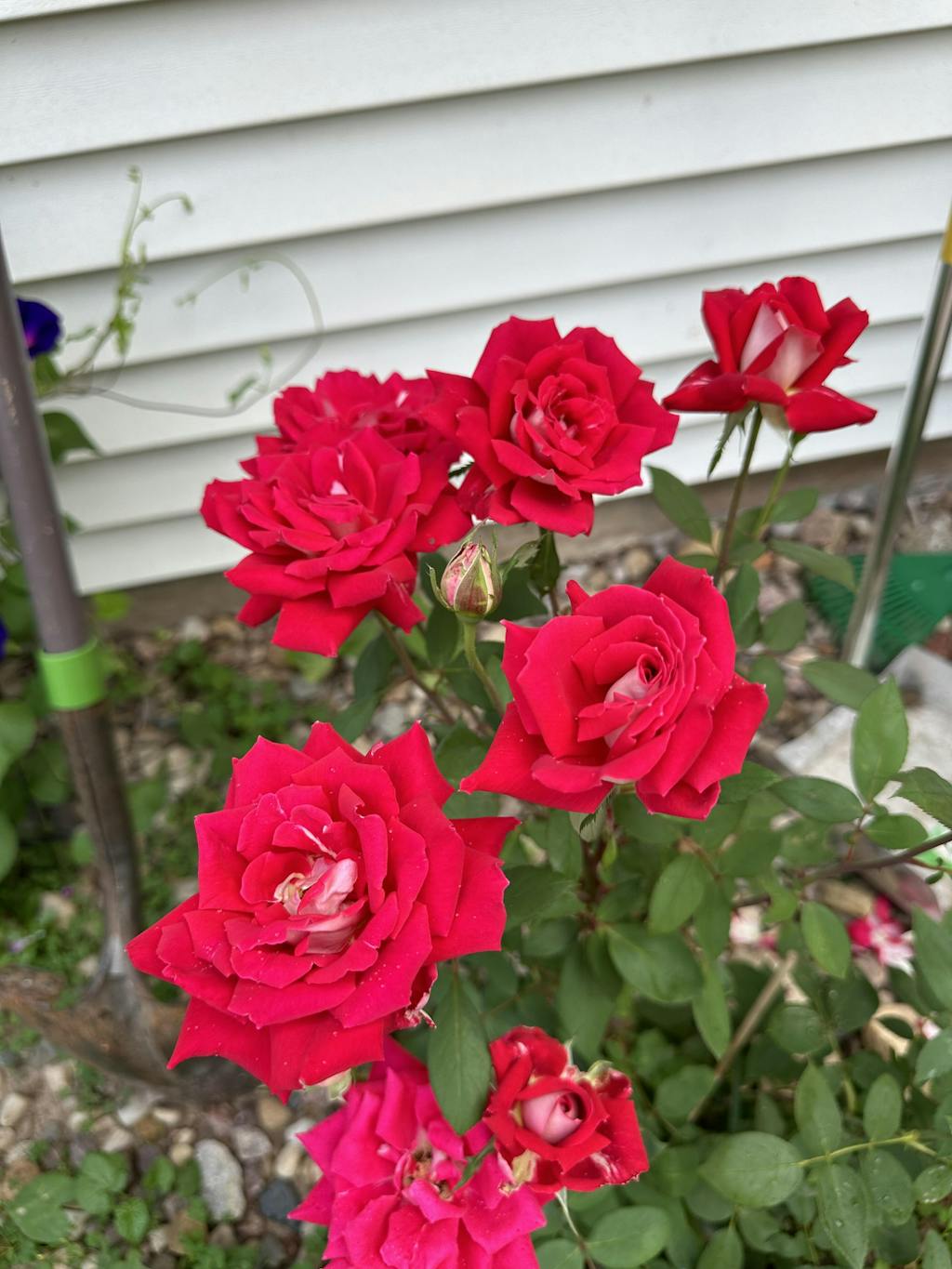 Love Grandiflora Rose | Colorful Rose Bush – Heirloom Roses