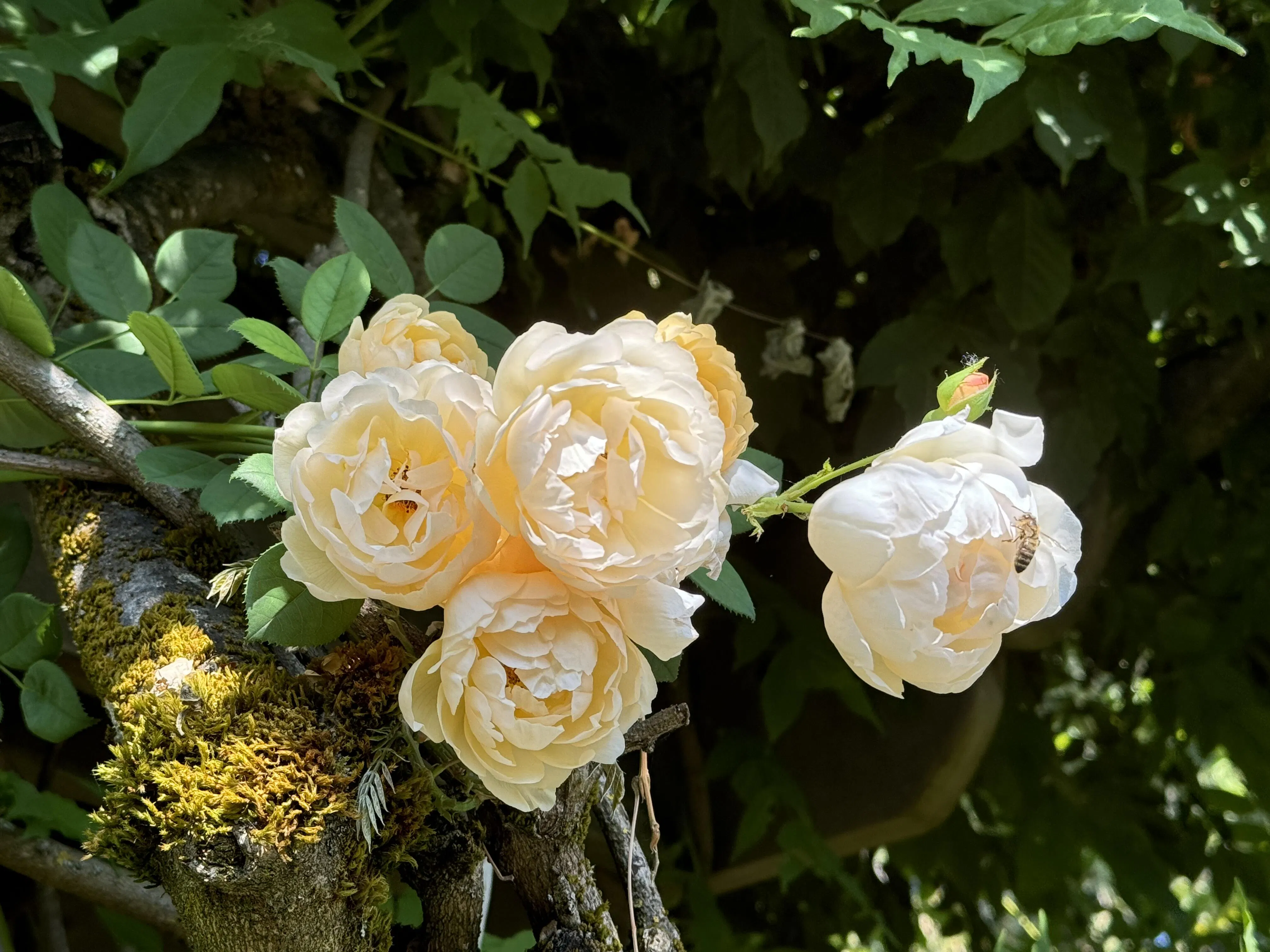 Wollerton Old Hall Rose - David Austin - Very Fragrant – Heirloom Roses