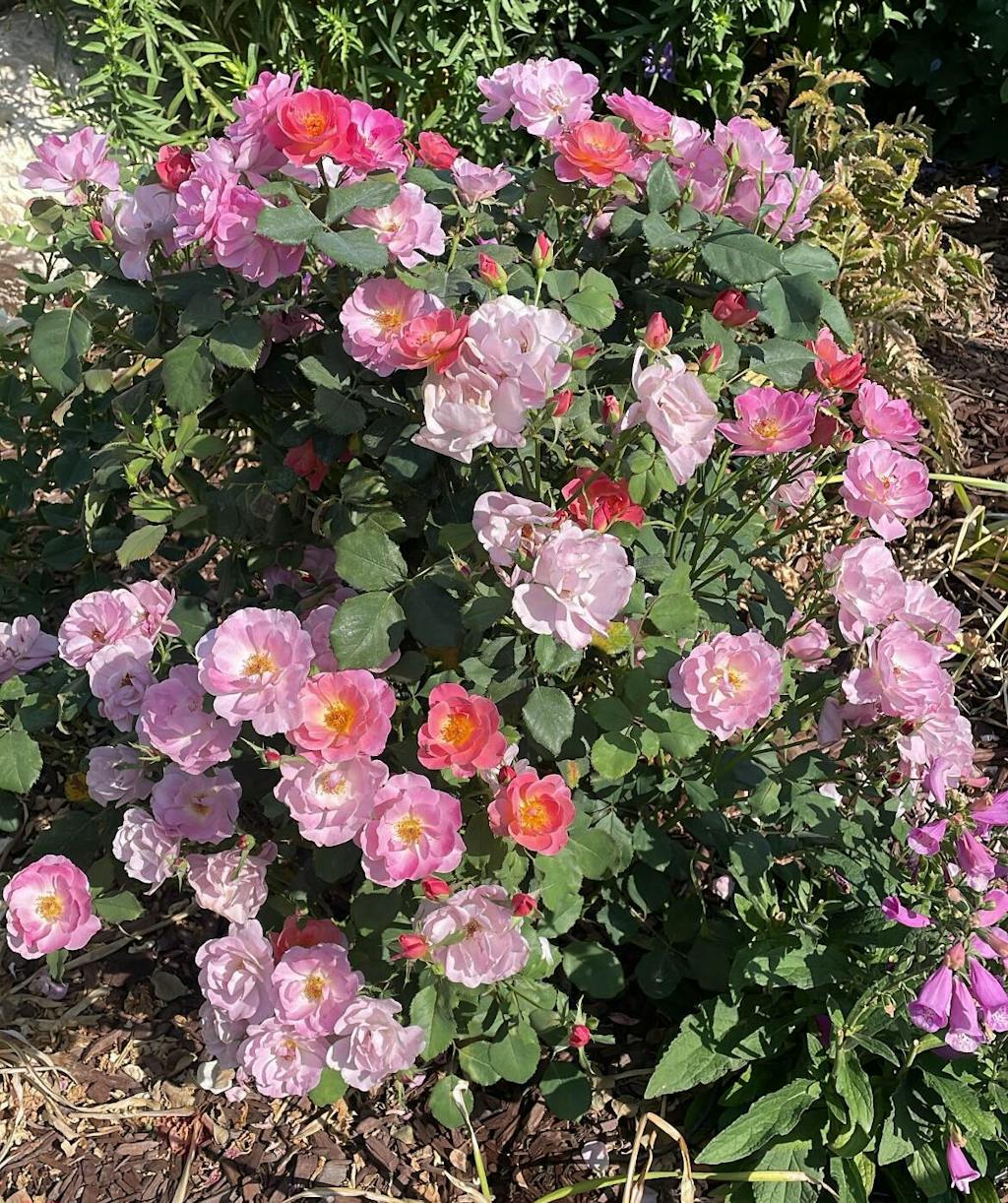 Distant Thunder Shrub Rose | Fragrant Rose Bush – Heirloom Roses