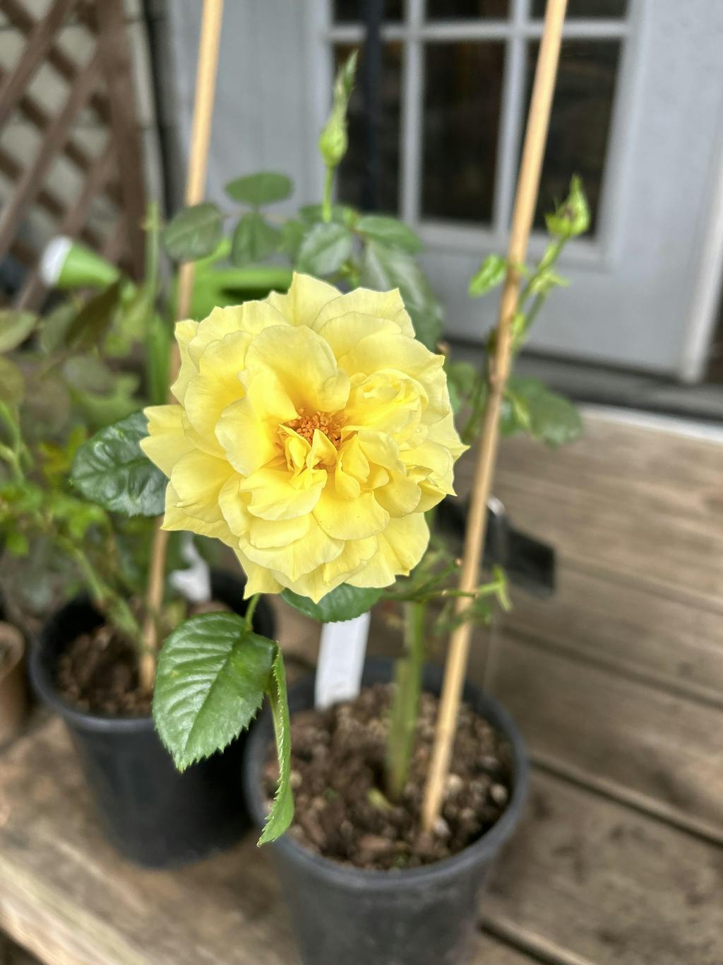 Sunsprite | Yellow Floribunda Rose Bush – Heirloom Roses