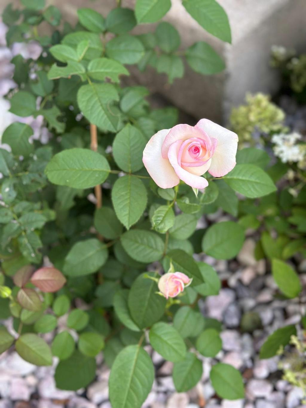 Moonstone Hybrid Tea Rose | White Rose Plant – Heirloom Roses
