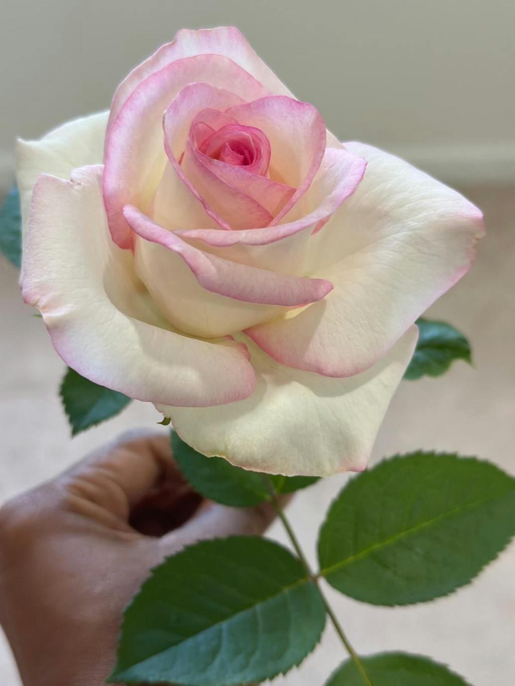 Moonstone Hybrid Tea Rose | White Rose Plant – Heirloom Roses
