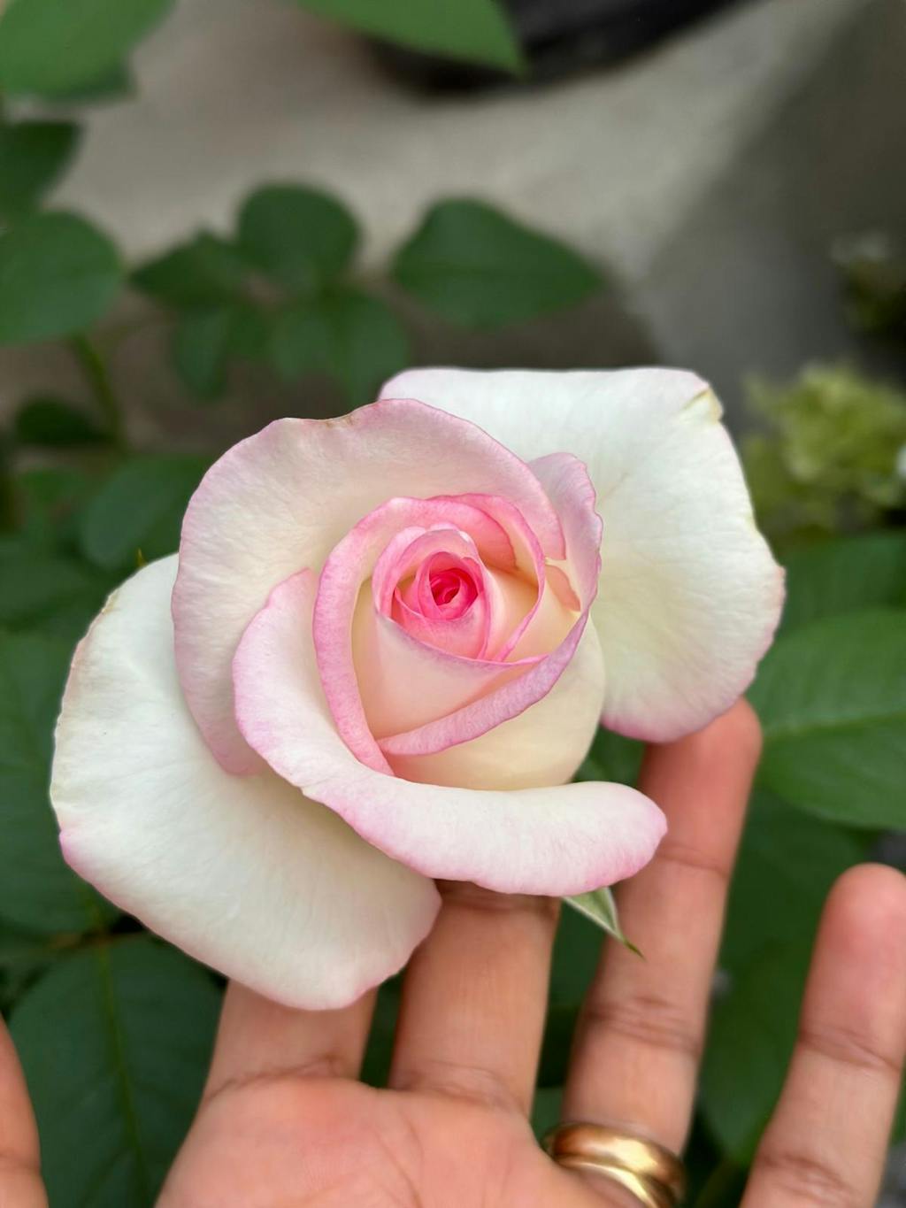 Moonstone Hybrid Tea Rose | White Rose Plant – Heirloom Roses