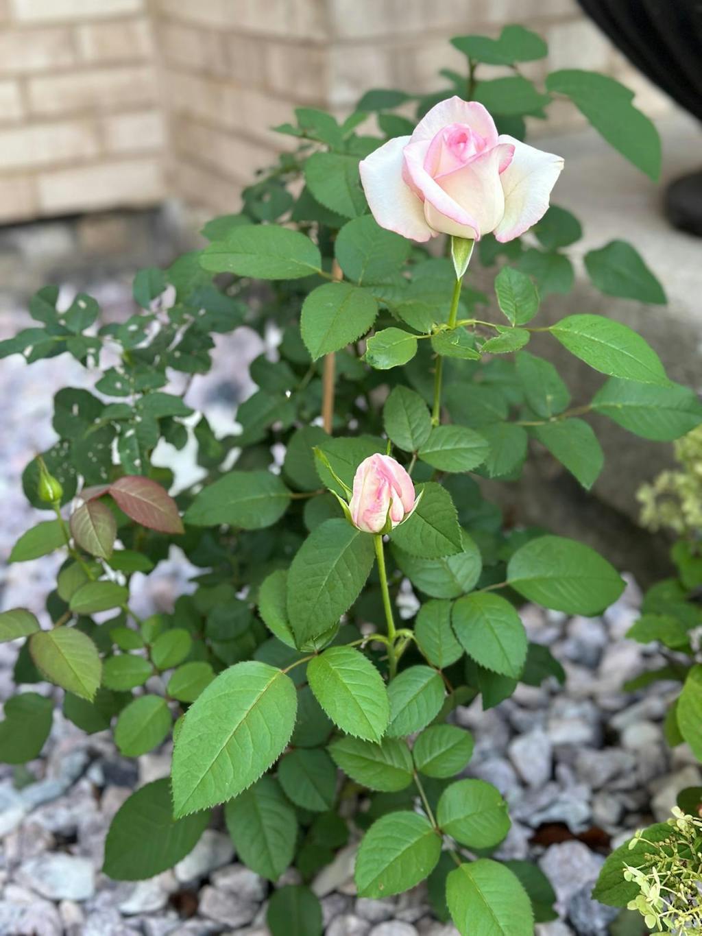 Moonstone Hybrid Tea Rose | White Rose Plant – Heirloom Roses