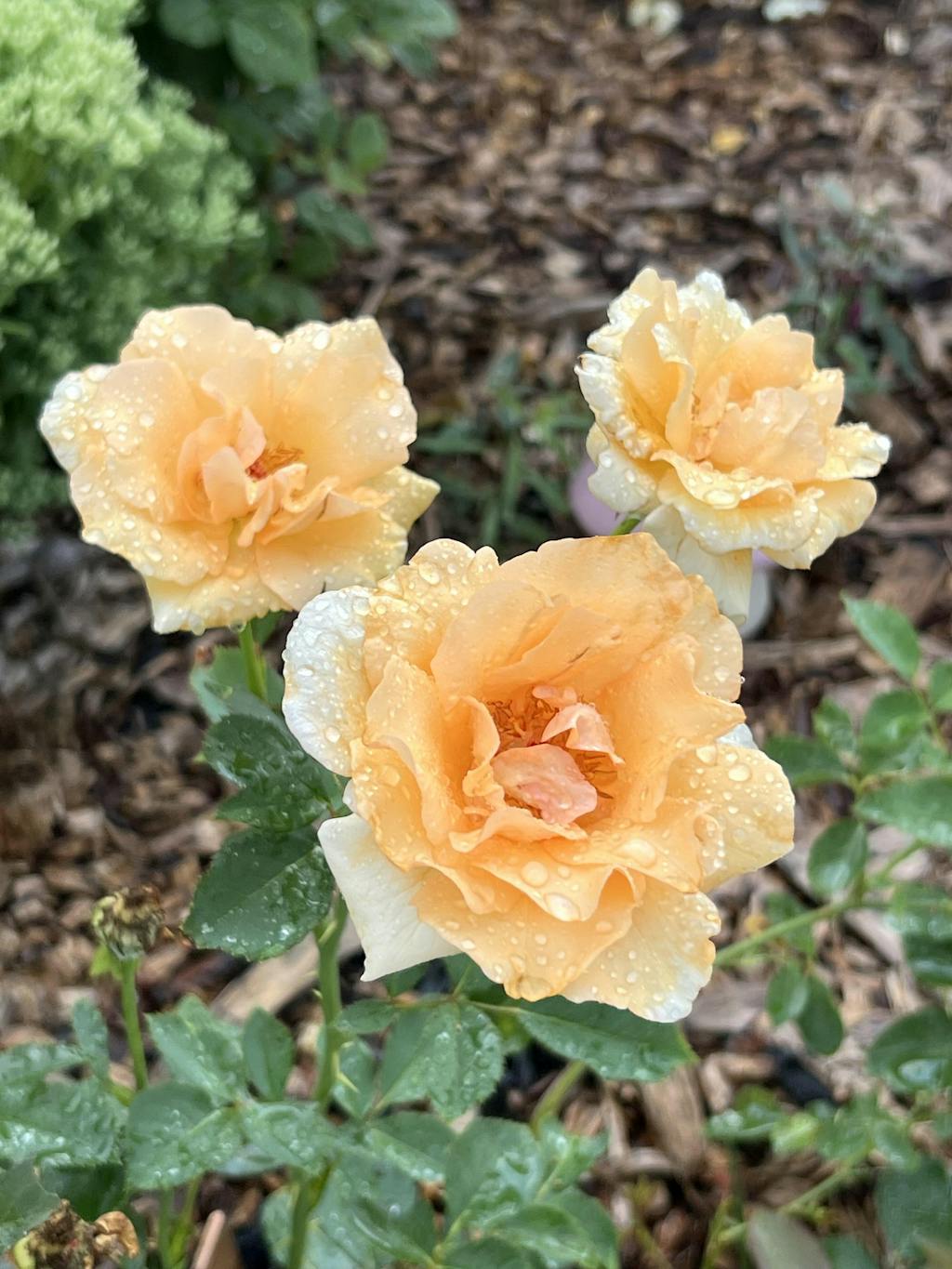 Winter Sunset Hardy Rose | Orange Rose Bush – Heirloom Roses