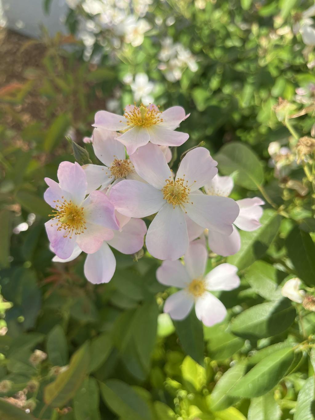 Lyda Rose Shrub Rose | Fragrant Rose Bush – Heirloom Roses