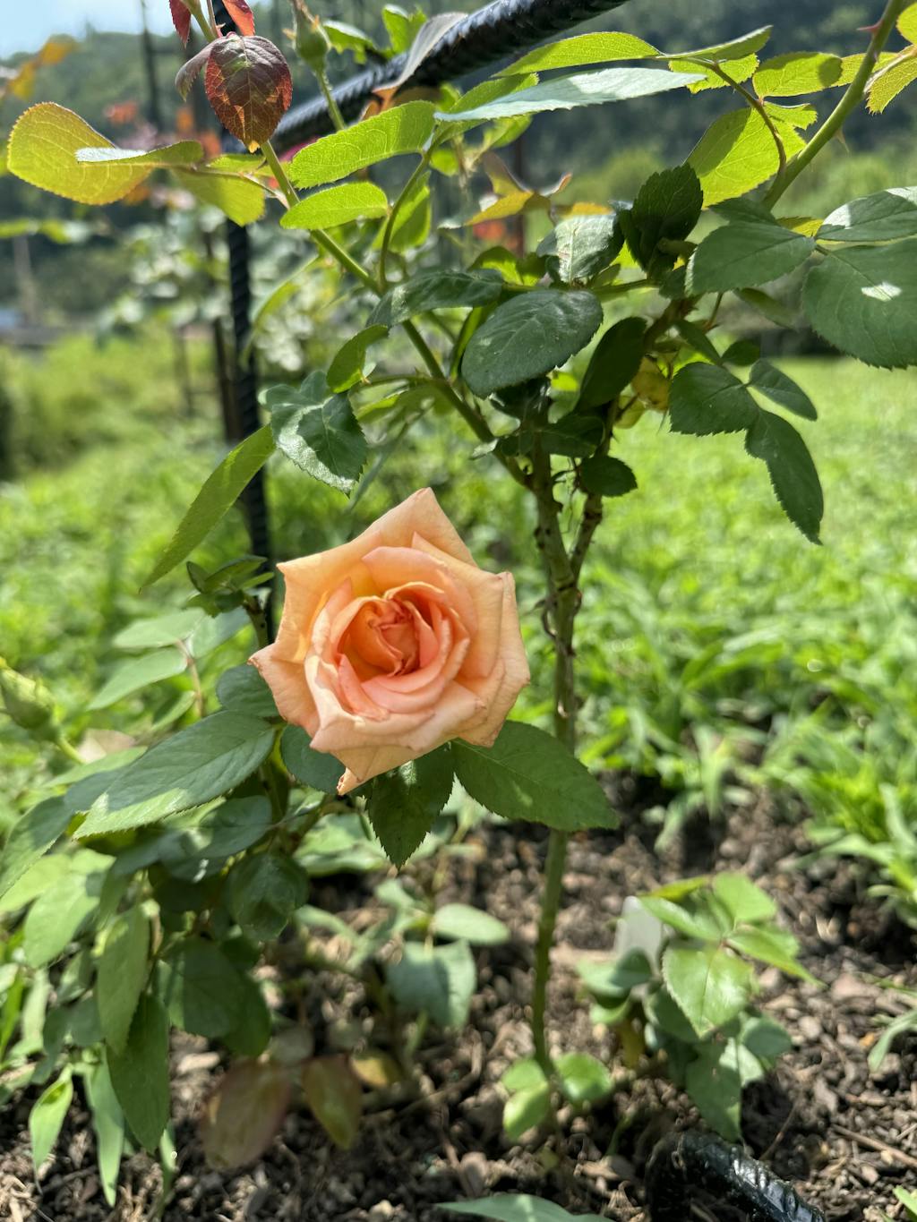 Scent-Sation Hybrid Tea Rose | Fragrant Rose Plant – Heirloom Roses