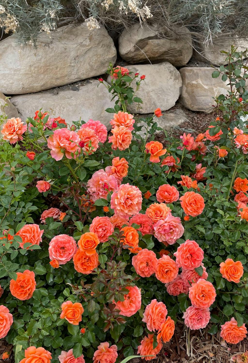 Adobe Sunrise™ | Orange Floribunda Rose Bush – Heirloom Roses