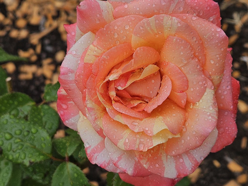 Peach Swirl™ | Colorful Hybrid Tea Rose Bush – Heirloom Roses