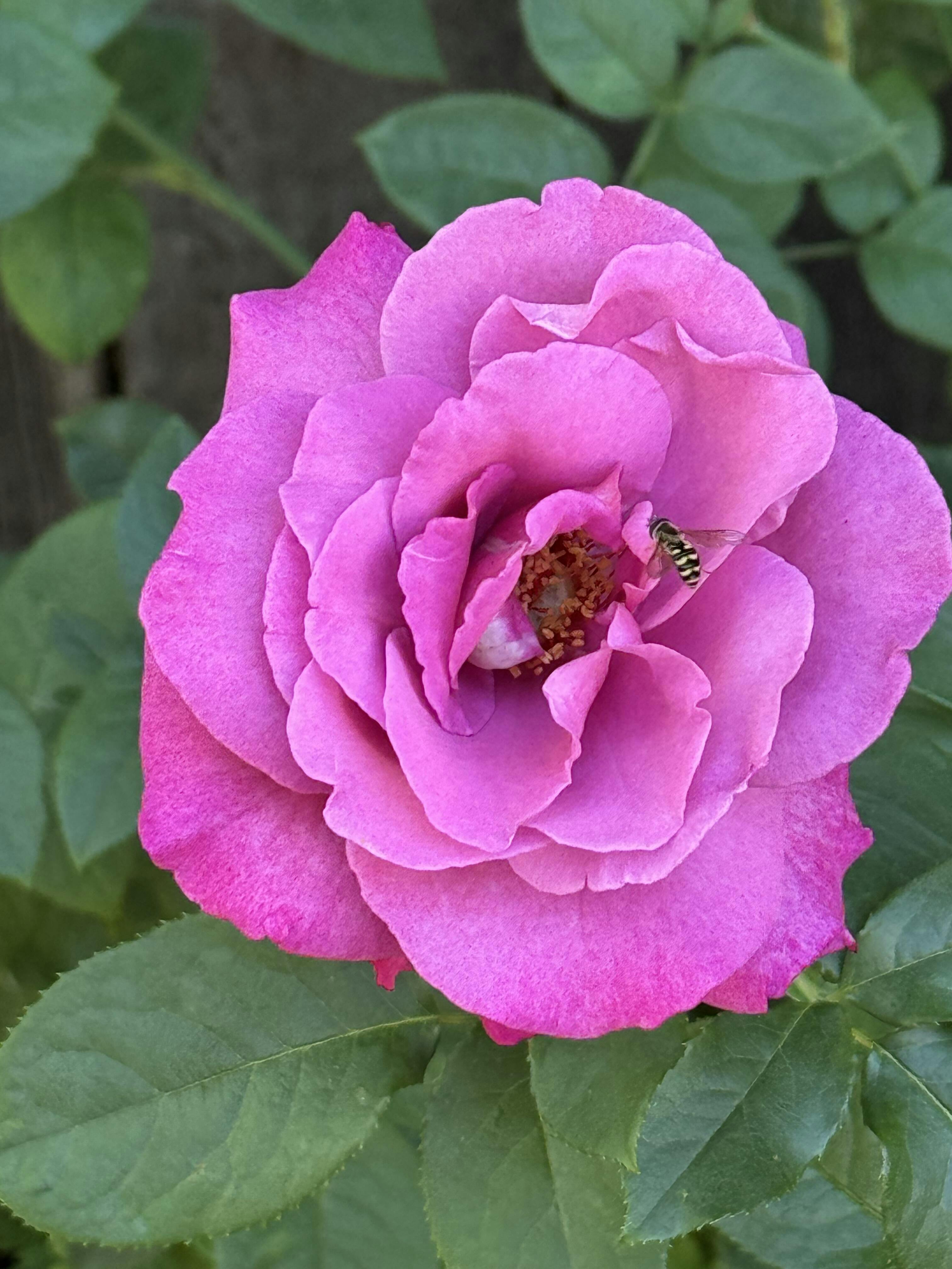 Heirloom Rose - Hybrid Tea - Exceptionally Fragrant – Heirloom Roses