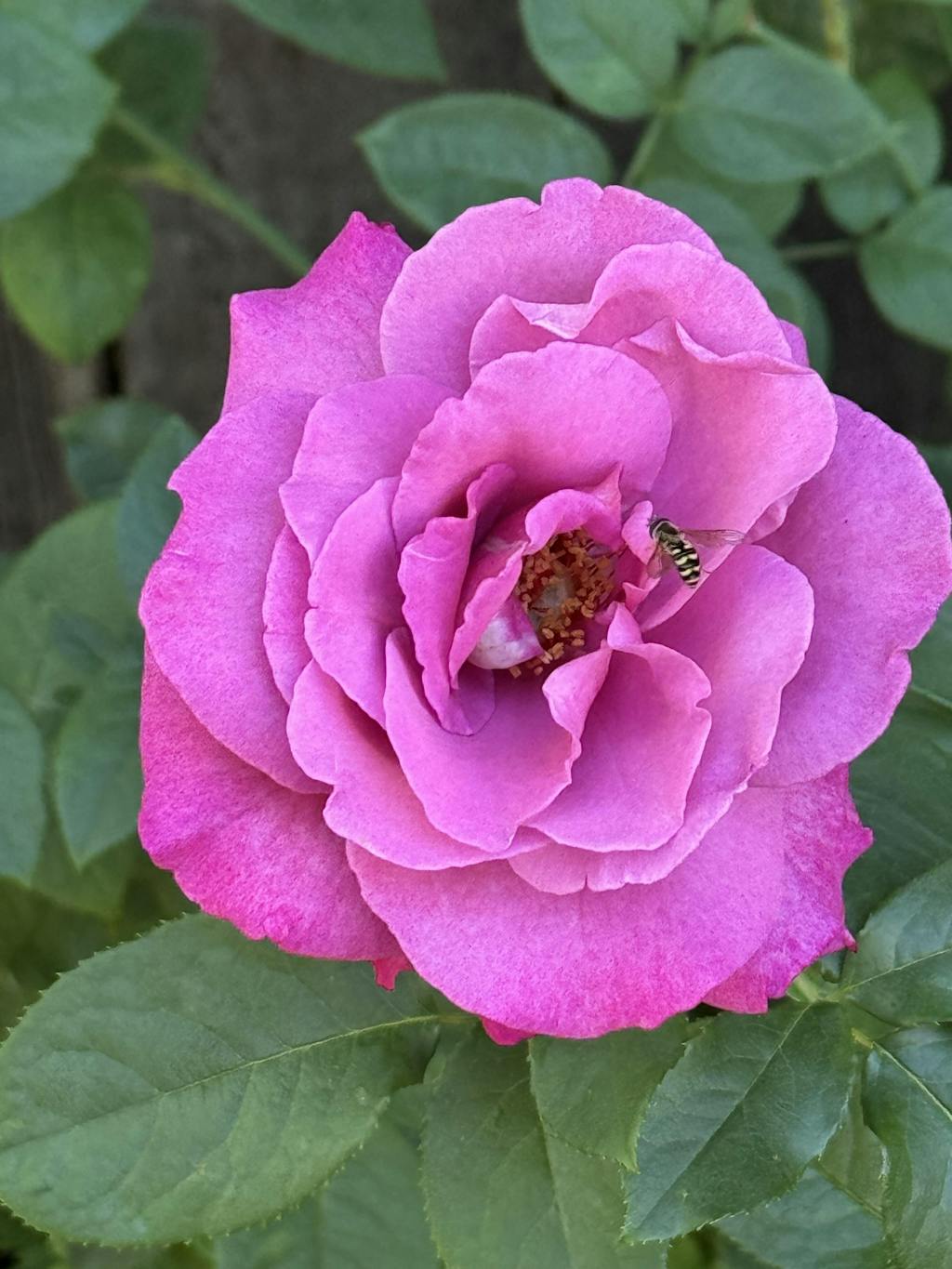 Heirloom Rose - Hybrid Tea - Exceptionally Fragrant – Heirloom Roses