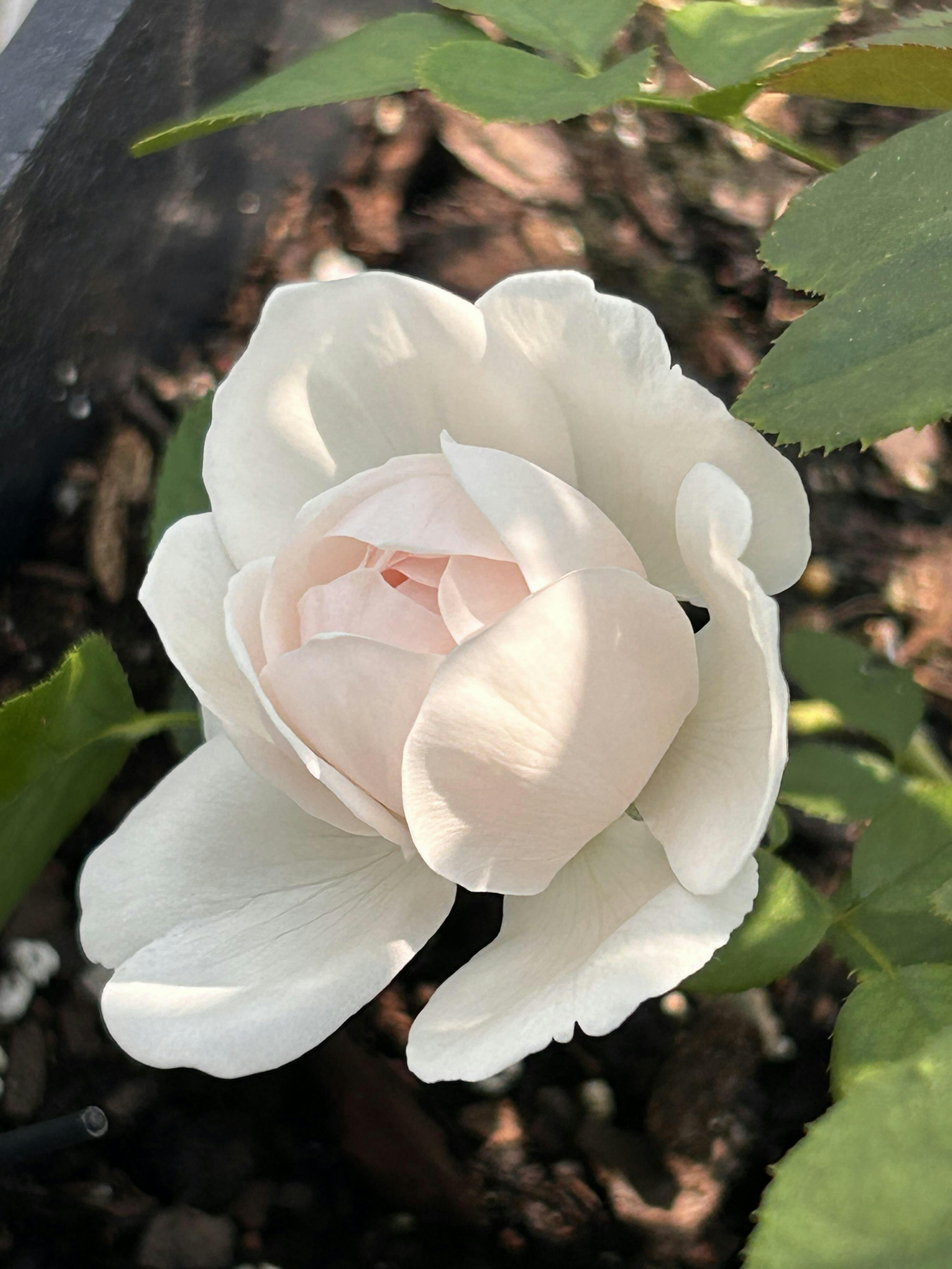 Earth Angel Rose - Floribunda - Exceptionally Fragrant – Heirloom Roses