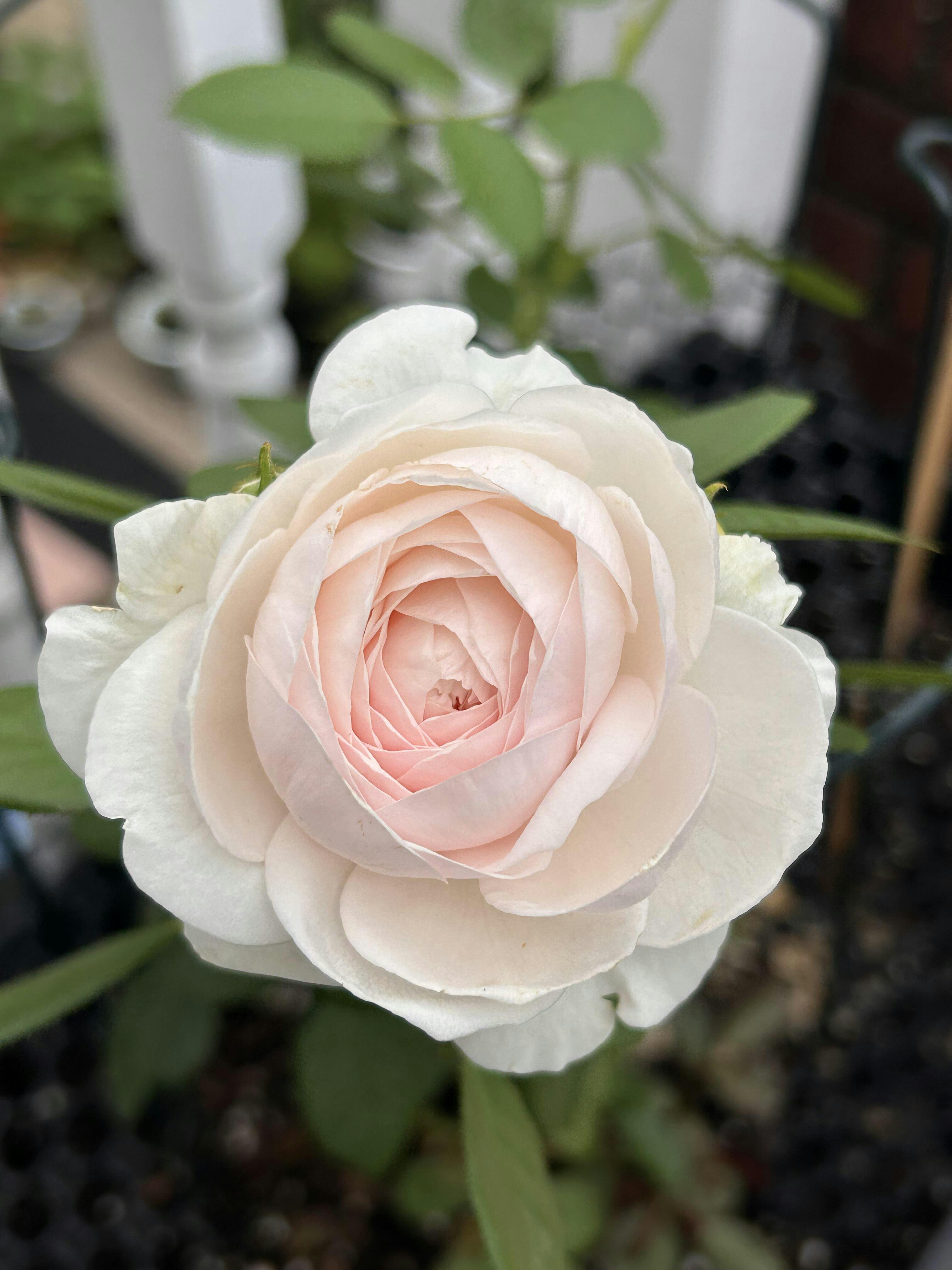 Earth Angel Rose - Floribunda - Exceptionally Fragrant – Heirloom Roses