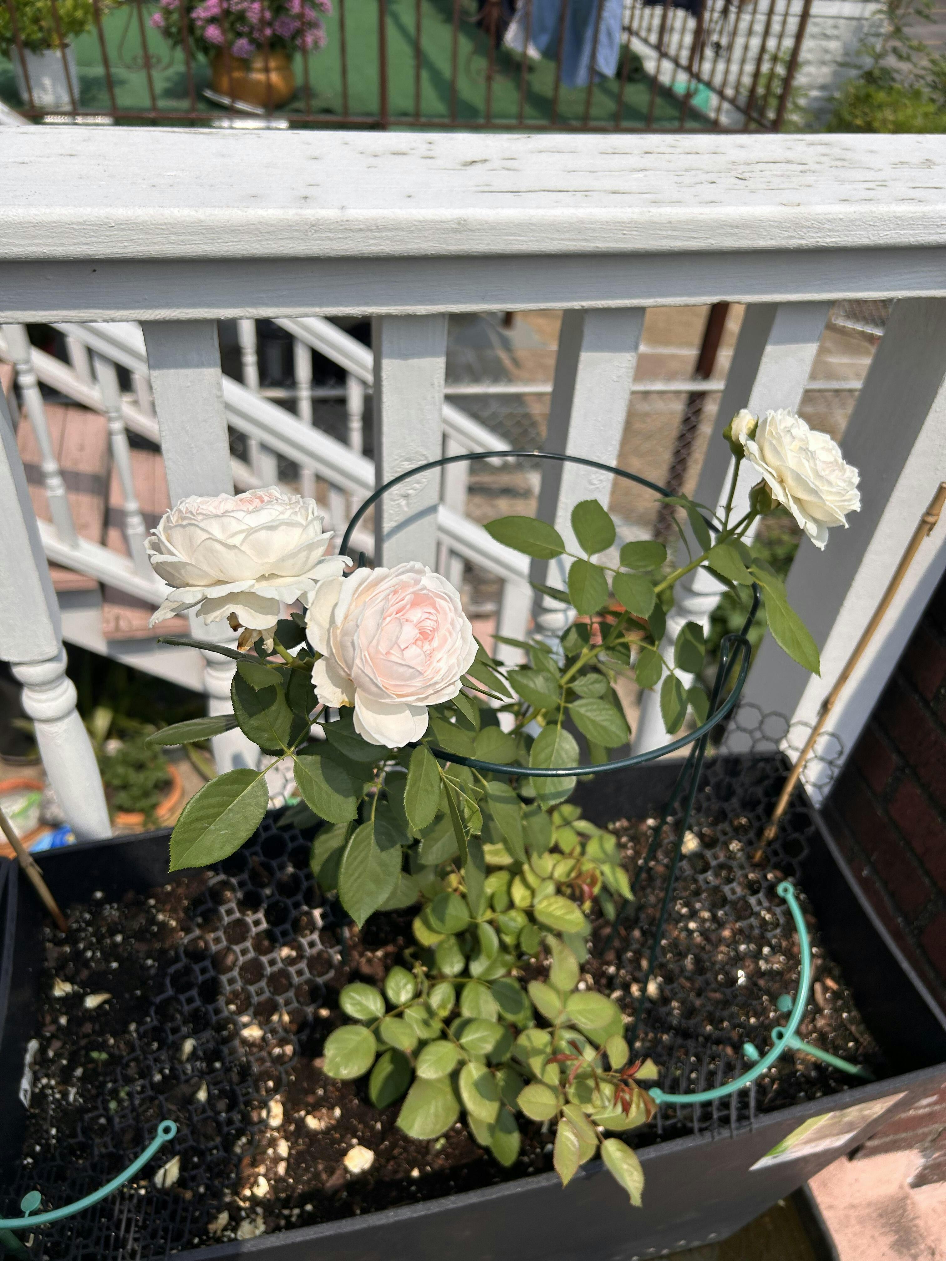 Earth Angel Rose - Floribunda - Exceptionally Fragrant – Heirloom Roses