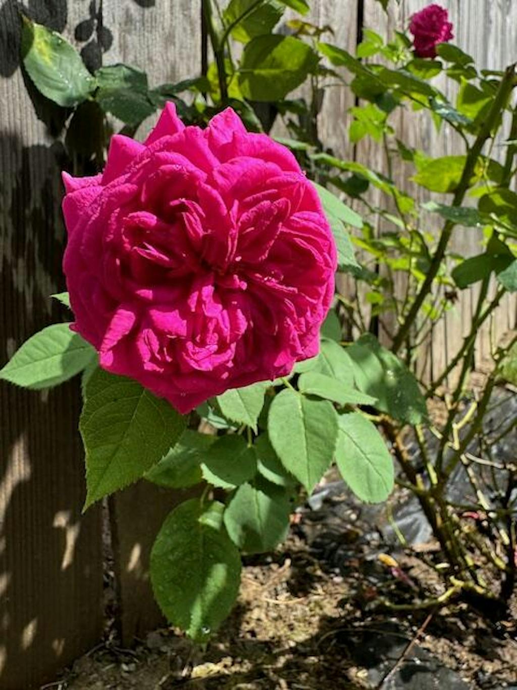 Souvenir du Prsident Lincoln Bourbons Rose | Fragrant Rose Plant ...