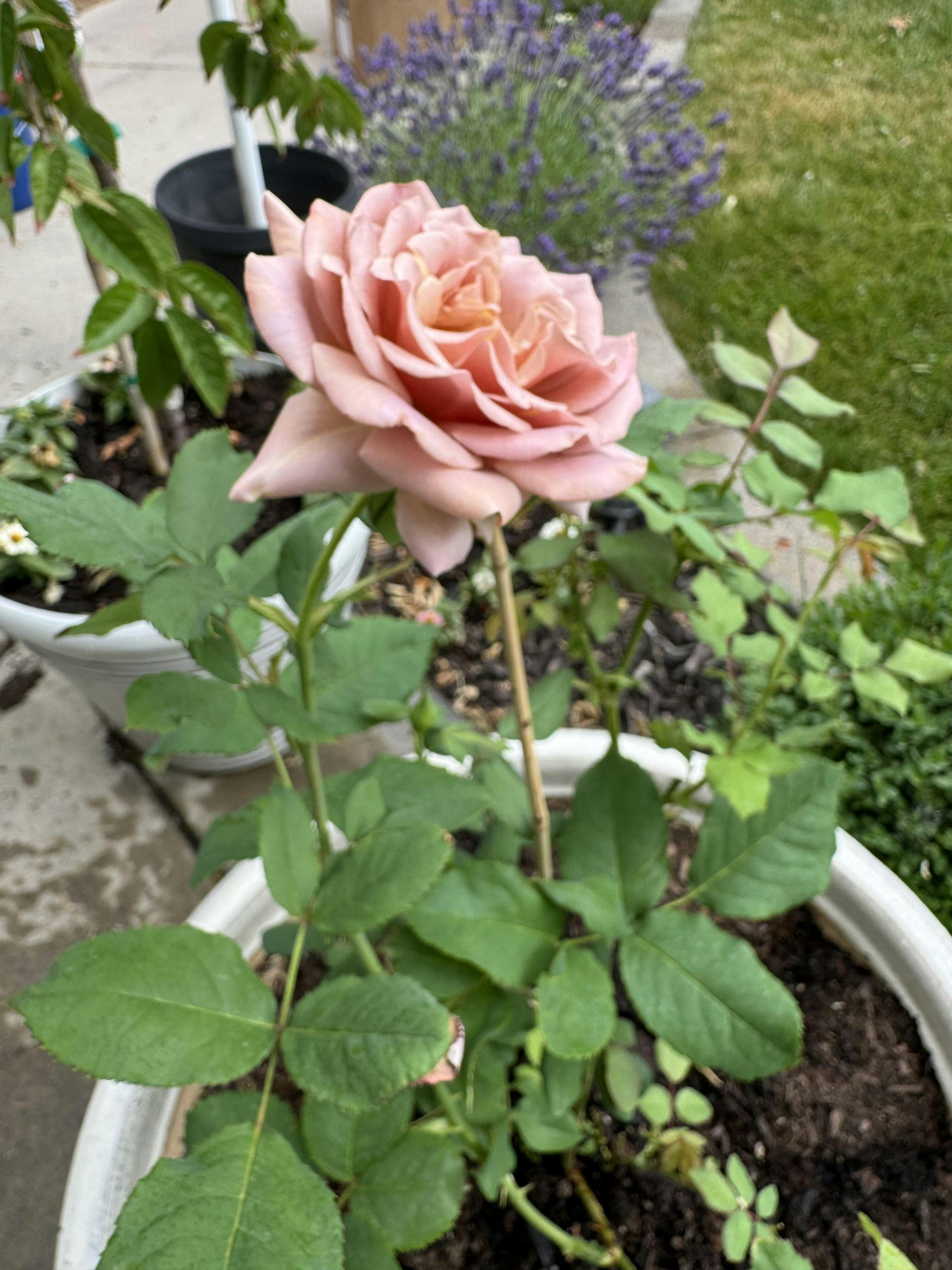 Koko Loko Rose - Floribunda - Moderately Fragrant – Heirloom Roses