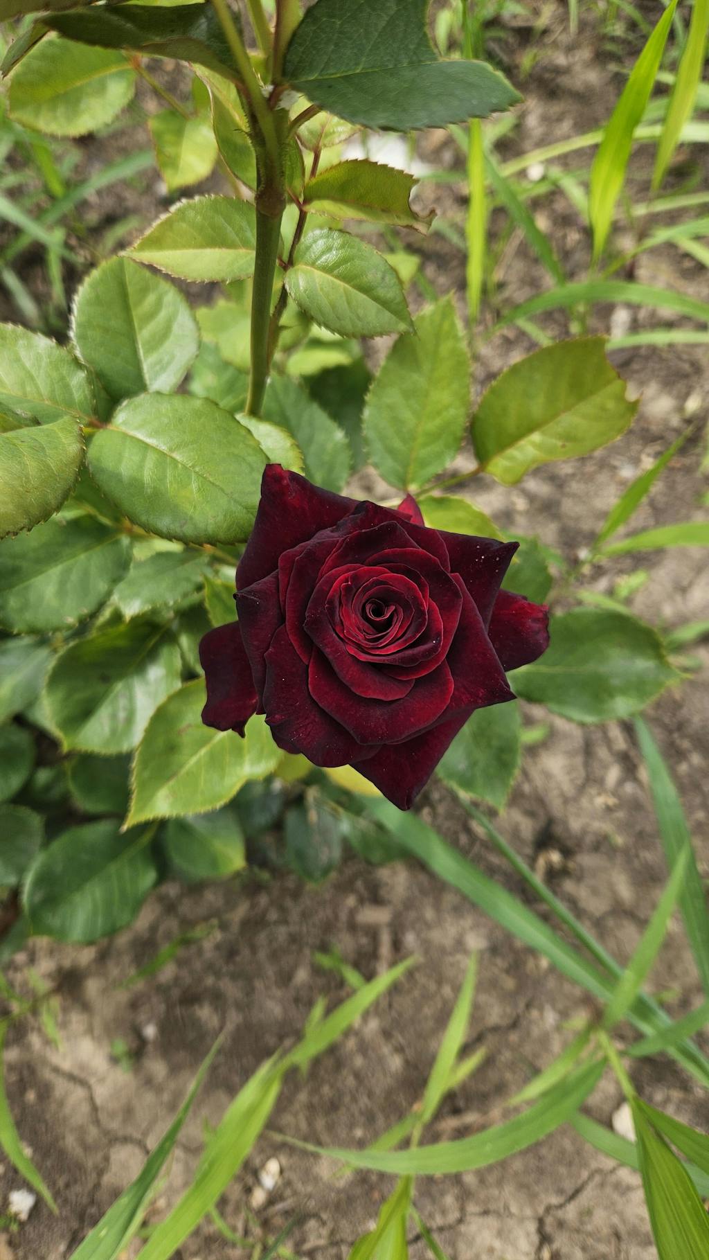 Black Baccara Hybrid Tea Rose | Red Rose Bush – Heirloom Roses