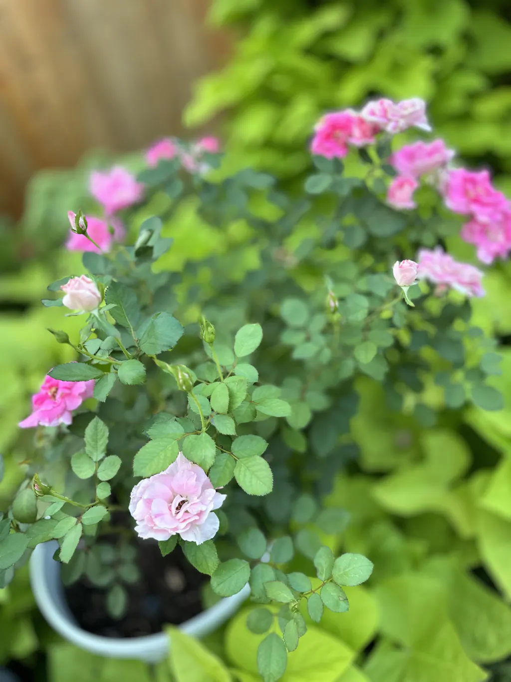Veranda Cream Floribunda Rose | Apricot Rose Bush – Heirloom