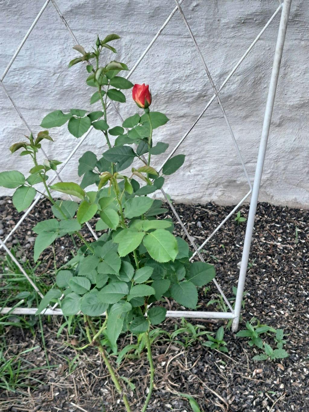 Joseph's Coat Rose - Climbing Roses - Lightly Fragrant – Heirloom Roses