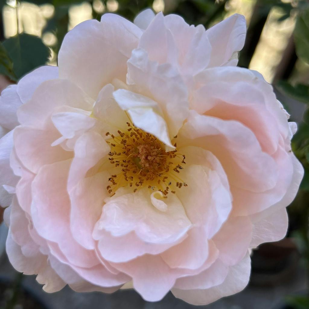 Lover's Blush Rose - Shrub - Very Fragrant – Heirloom Roses