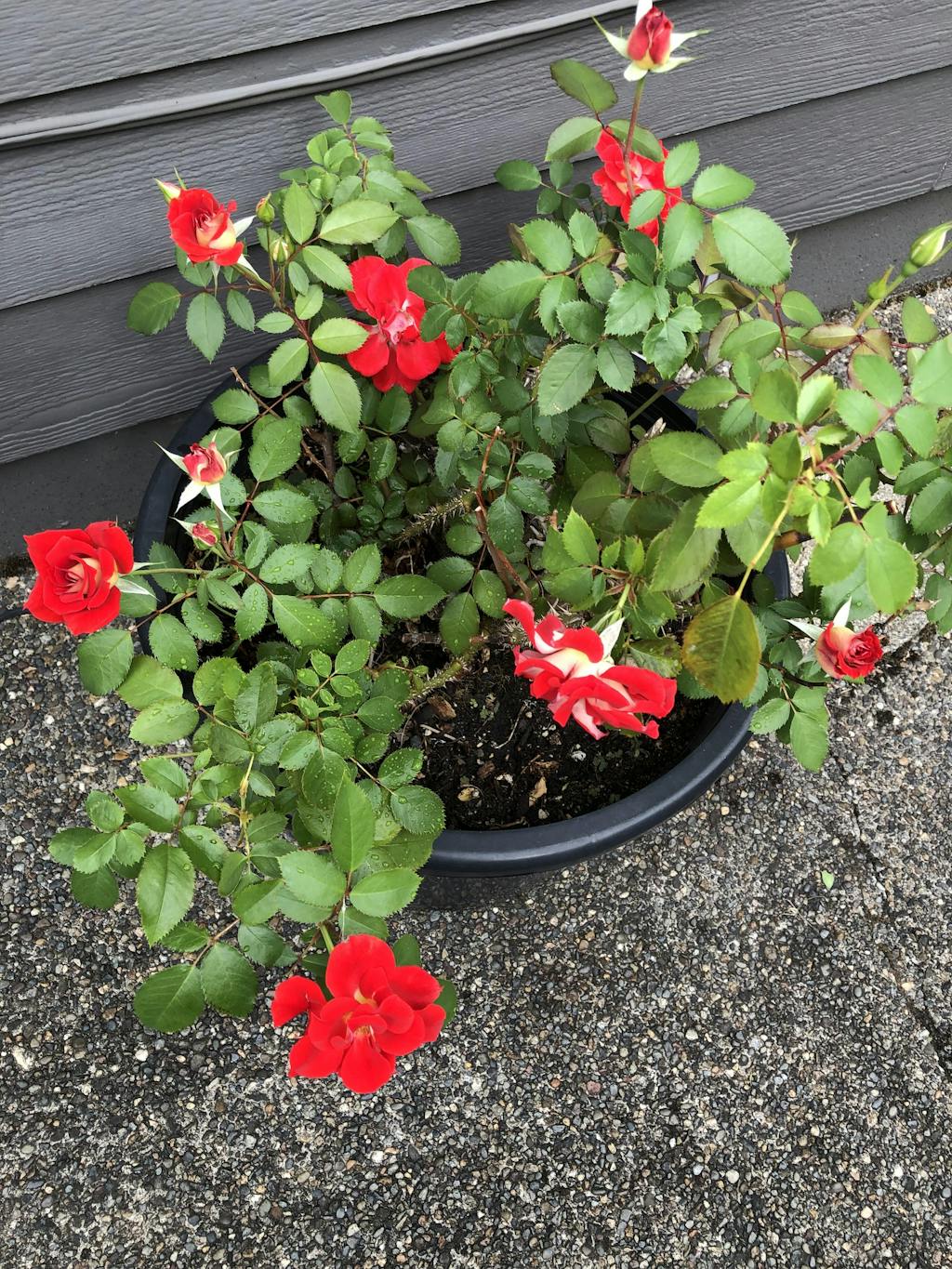 Topsy Turvy™ | Colorful Floribunda Rose Bush – Heirloom Roses