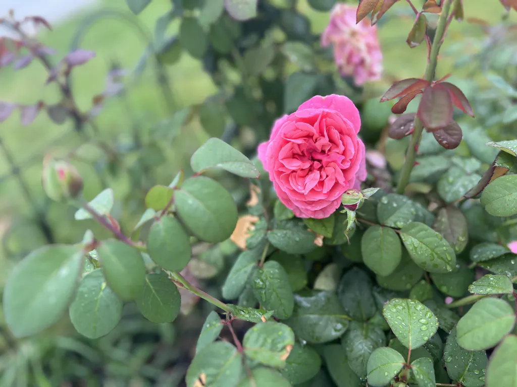 Dee-Lish® – Heirloom Roses