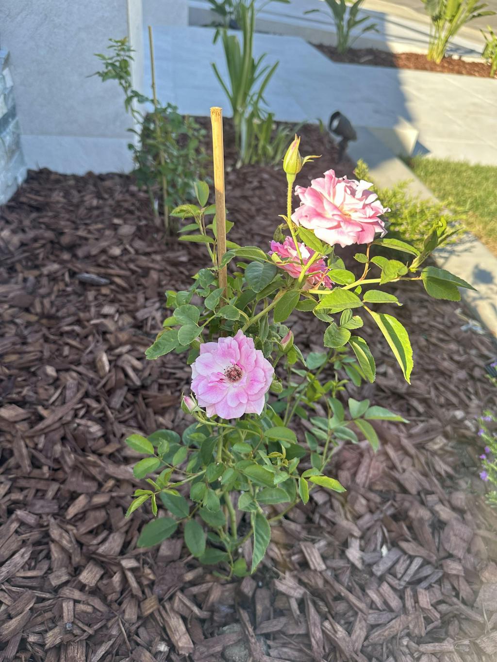 Brilliant Pink Iceberg | Pink Shrub Rose Bush – Heirloom Roses