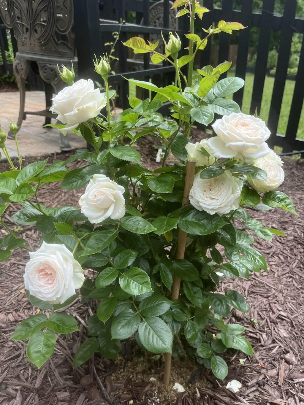 Madame Anisette Rose - Grandiflora - Exceptionally Fragrant – Heirloom ...