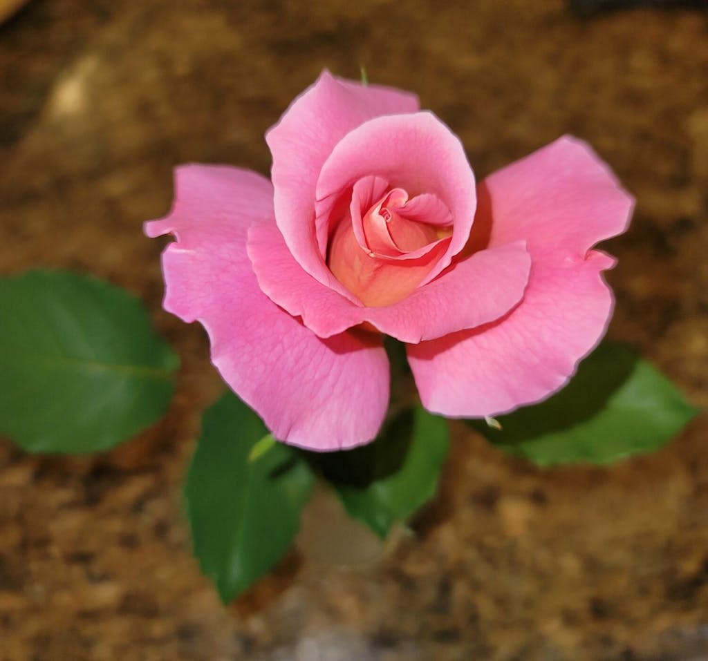 Tiffany Hybrid Tea Rose | Fragrant Rose Plant – Heirloom Roses