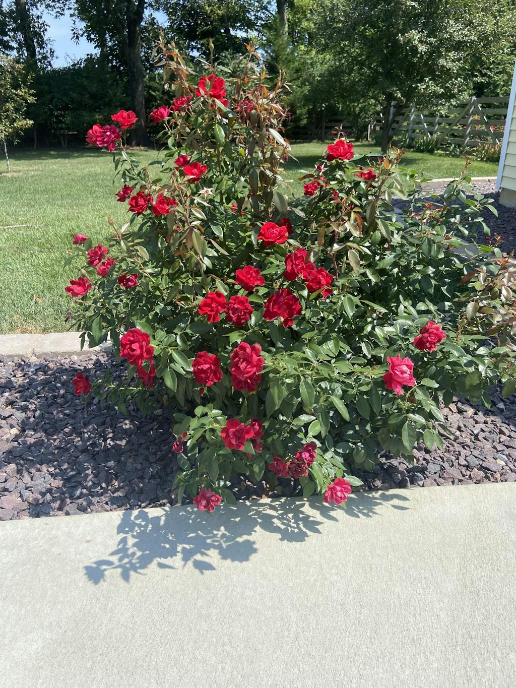 Black Forest Rose® | Red Floribunda Rose Bush – Heirloom Roses