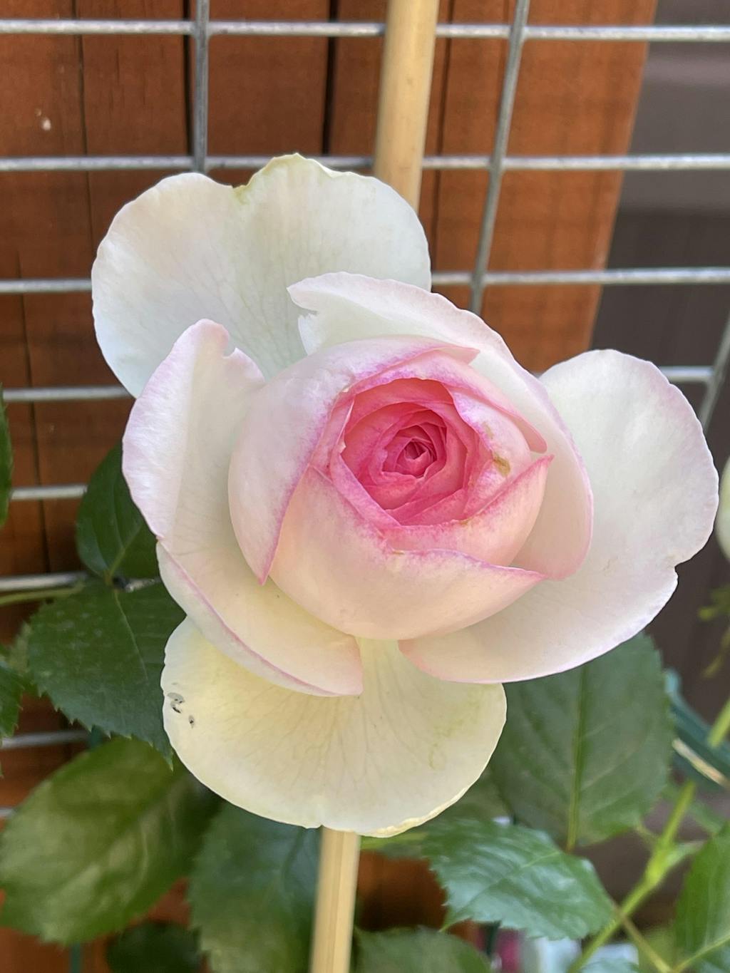 Eden Rose - Climbing Roses - Lightly Fragrant – Heirloom Roses