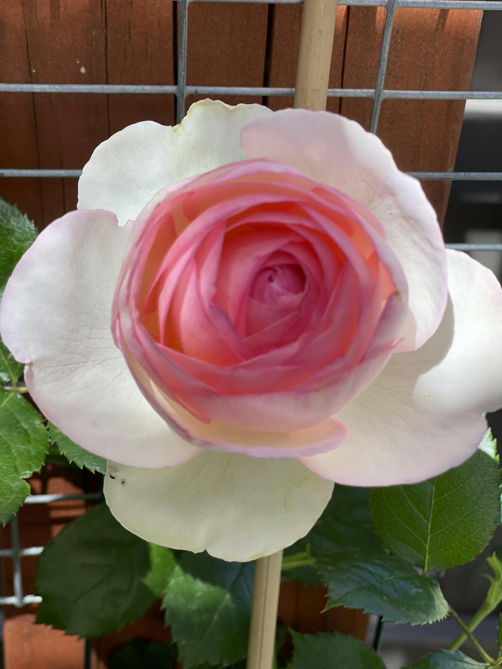 Eden Rose - Climbing Roses - Lightly Fragrant – Heirloom Roses