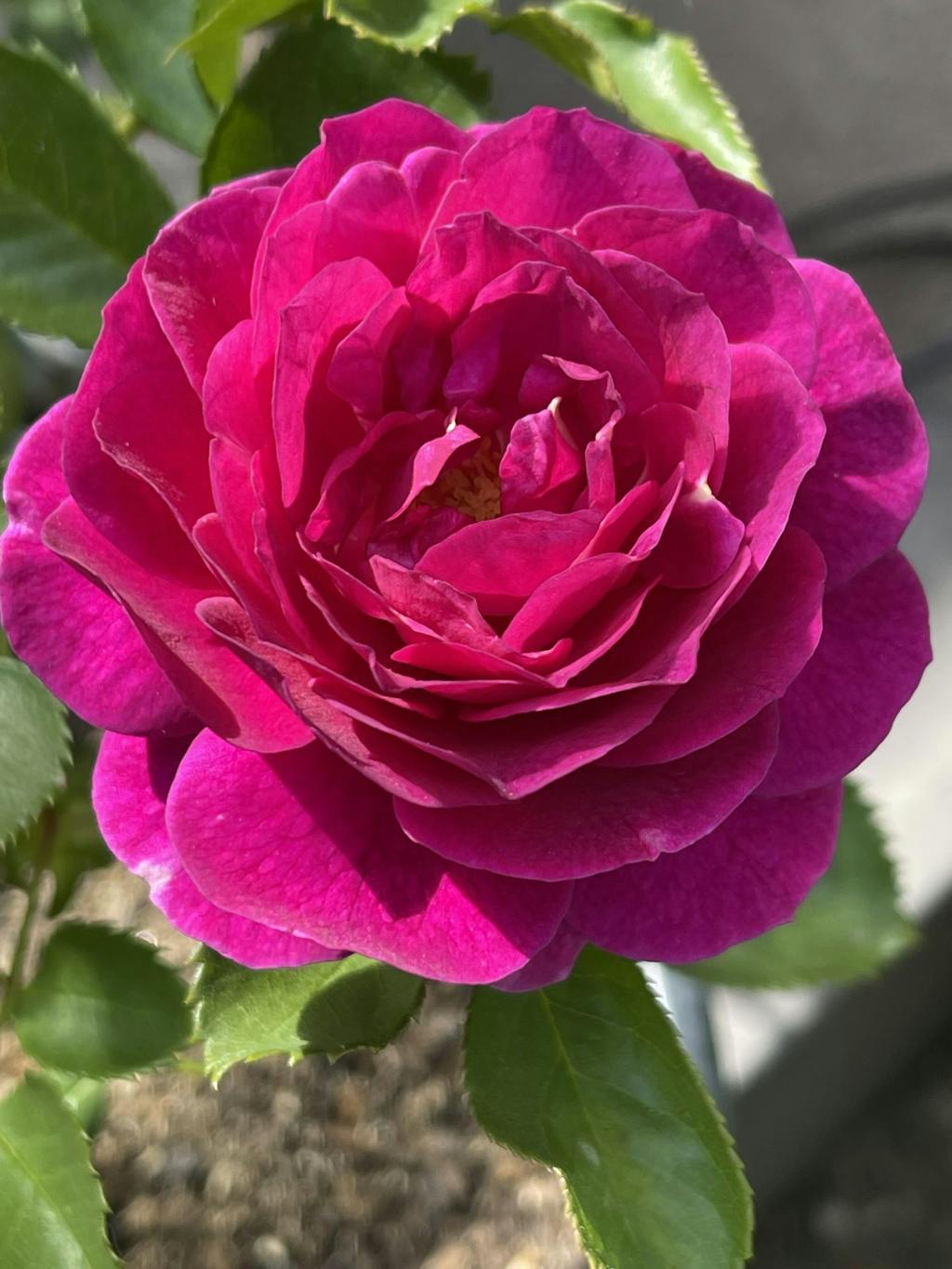 Ebb Tide Rose - Floribunda - Exceptionally Fragrant – Heirloom Roses